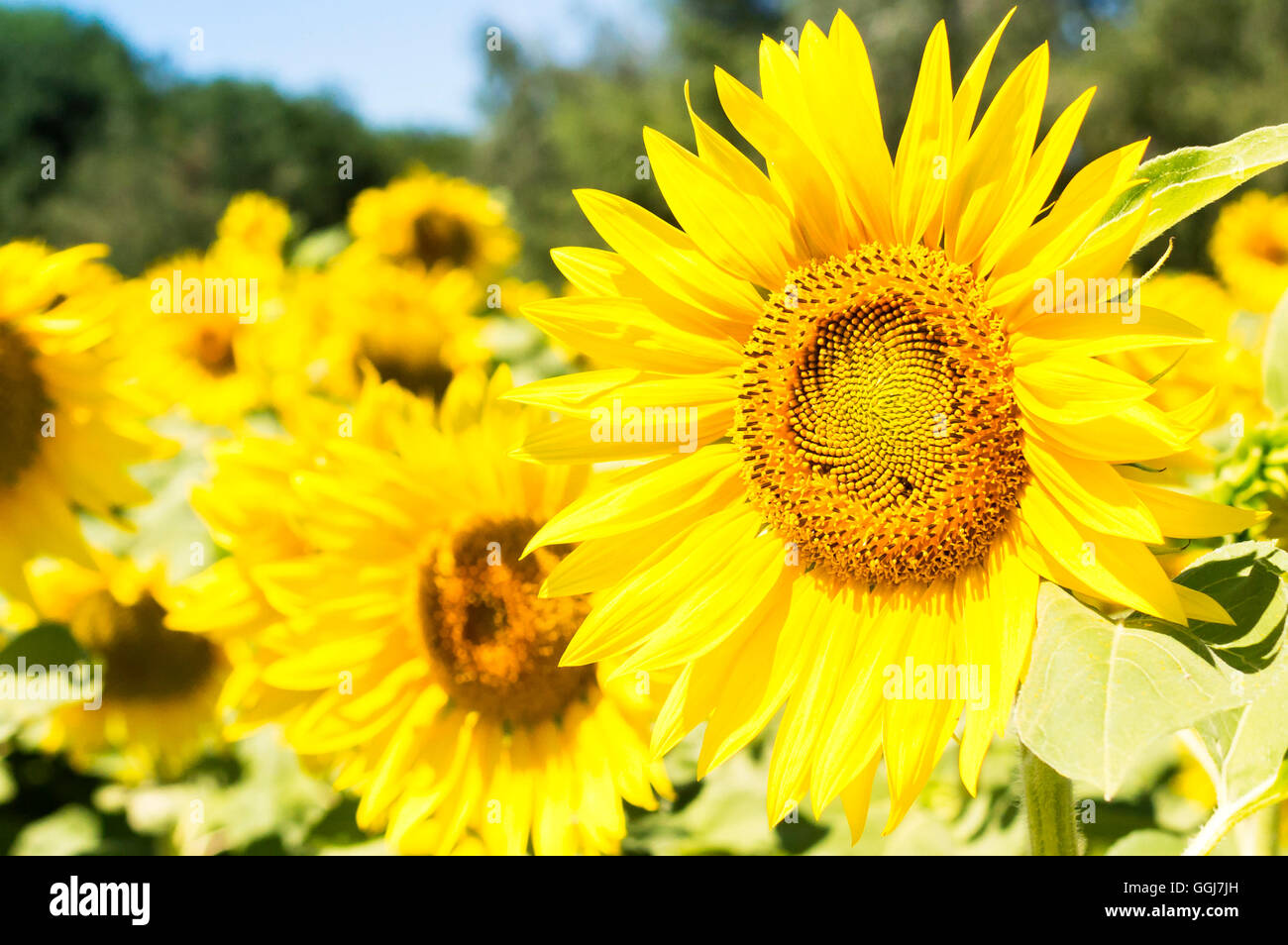 Sunflower with sunflower field and blue sky Stock Photo - Alamy