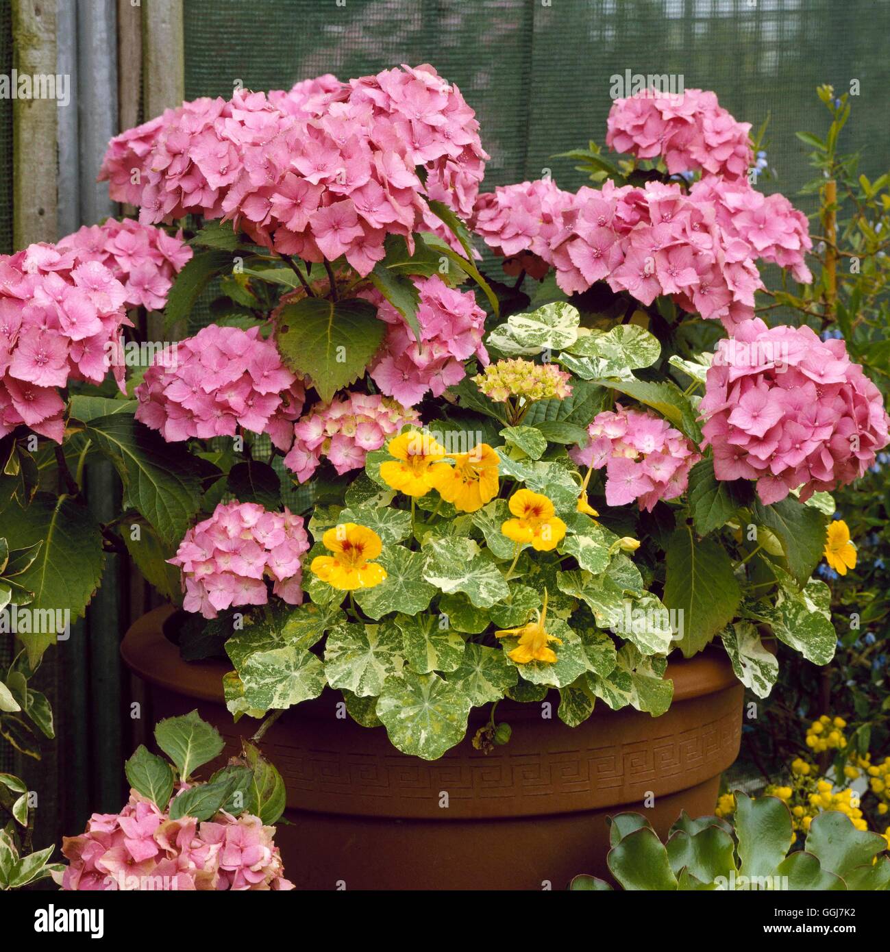 Underplanting container hi-res stock photography and images - Alamy