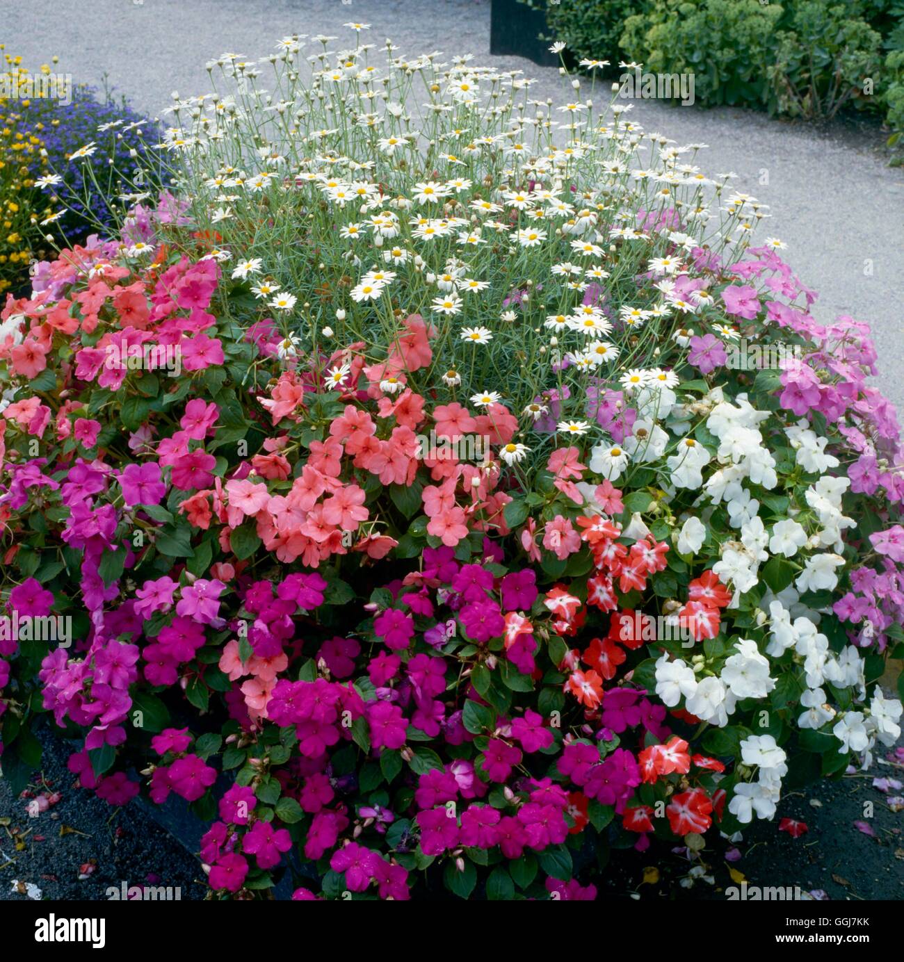 Container - Annual - Filled with Impatiens topped with Paris Daisies ...
