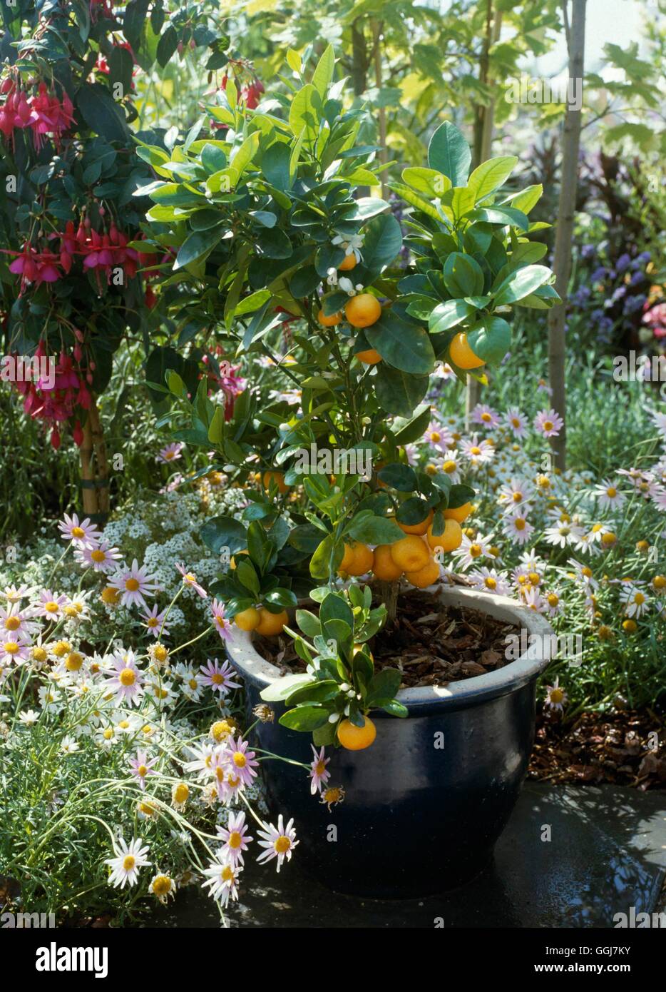 Citrustree hi-res stock photography and images - Alamy