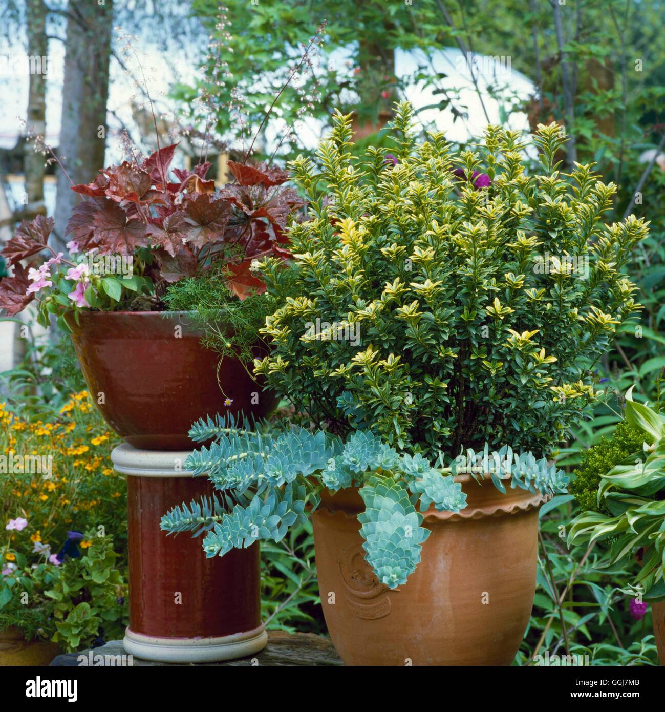 Container - Shrubs - planted with Euonymus Euphorbia and Heuchera (LHS ...