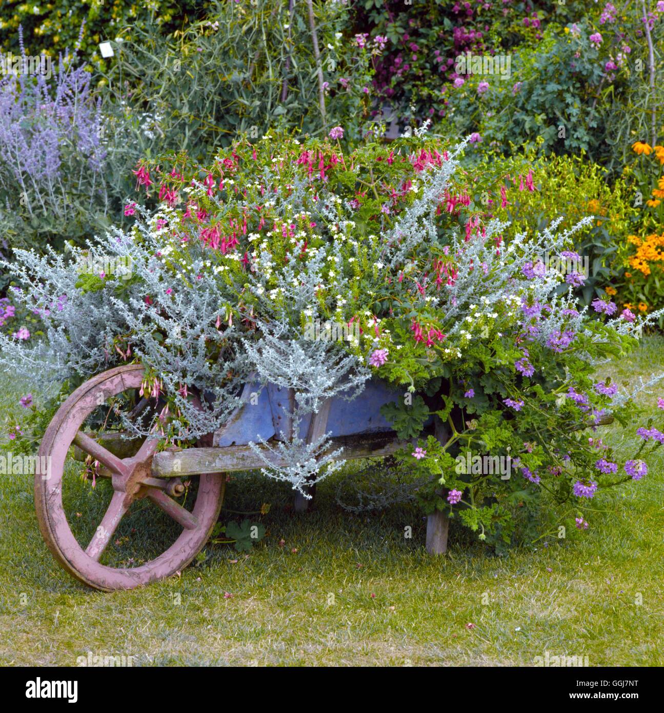 Container - Unusual - Wheelbarrow planted with Helichrysum Fuchsia ...