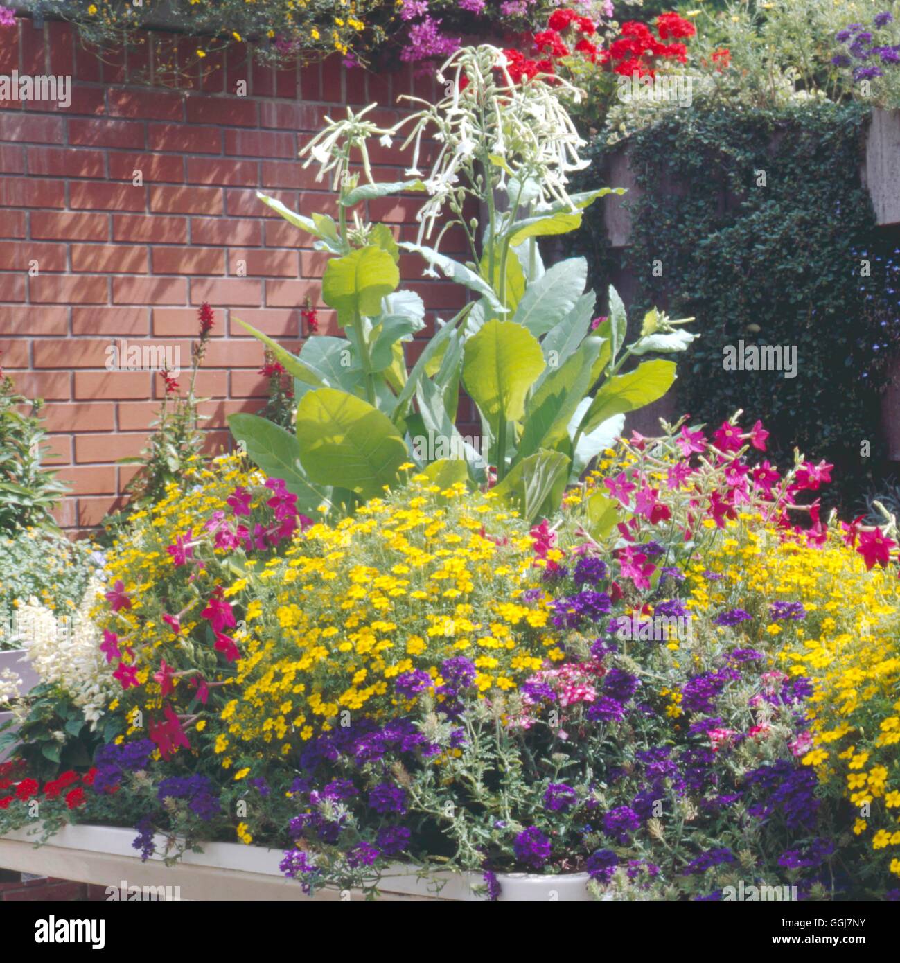 Verbena container hi-res stock photography and images - Alamy
