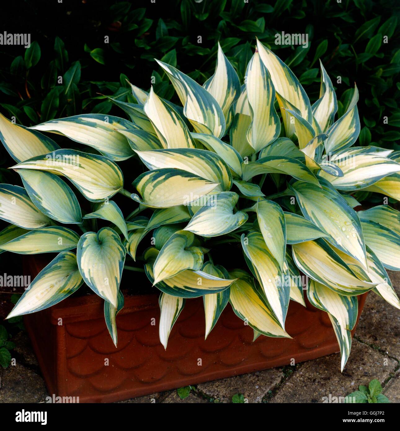 Container - Hosta - planted with Hosta `June' CTR066806 Stock Photo - Alamy