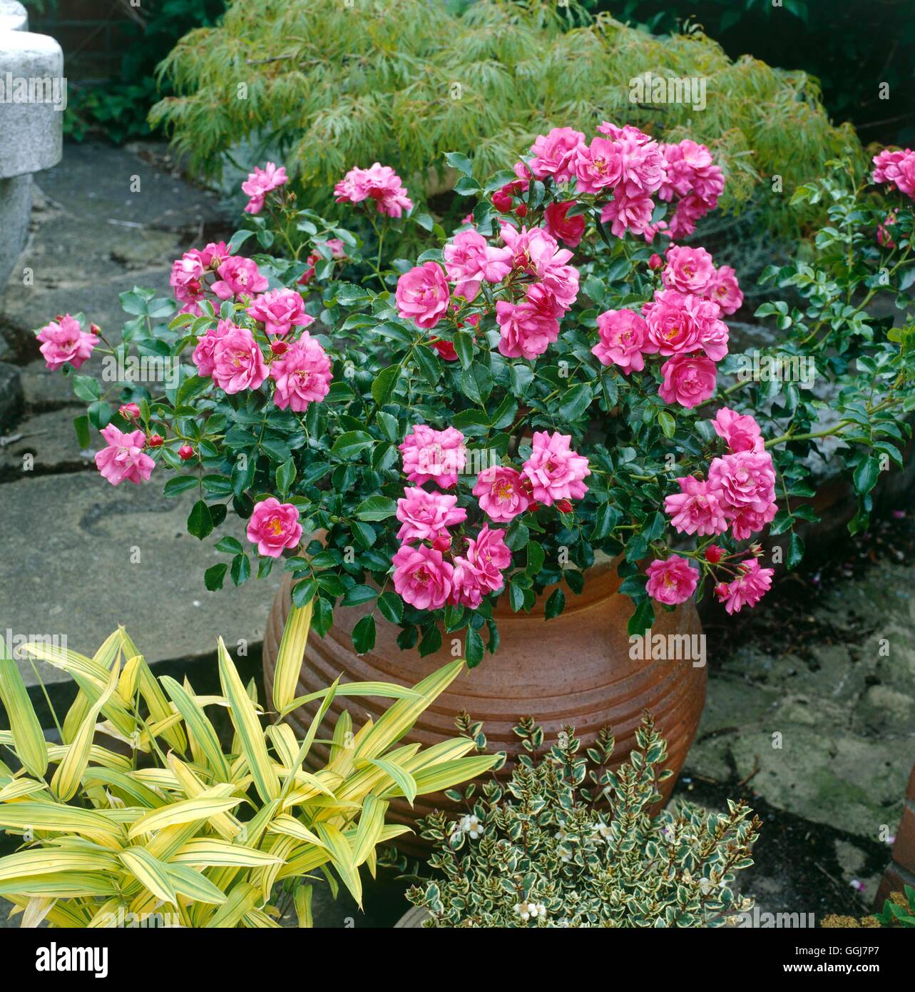 Container - Roses - planted with Rosa `Flower Carpet' CTR067172 ...