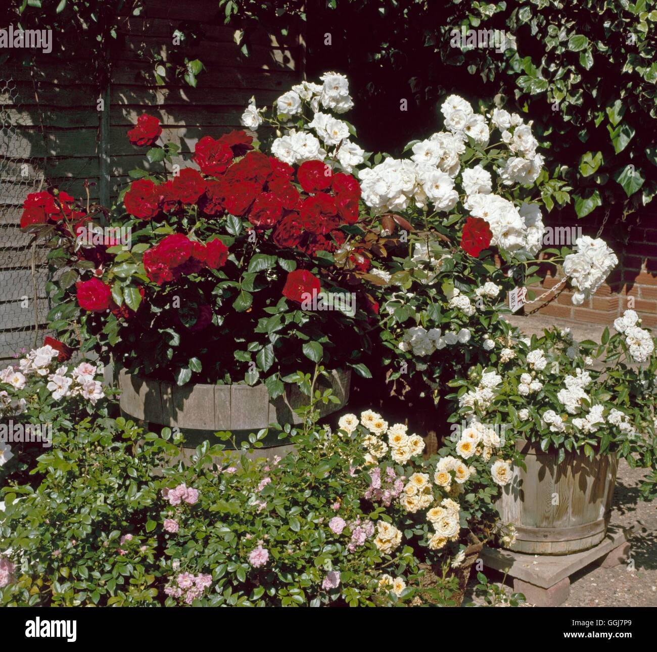 Royal national rose society garden hi-res stock photography and images ...