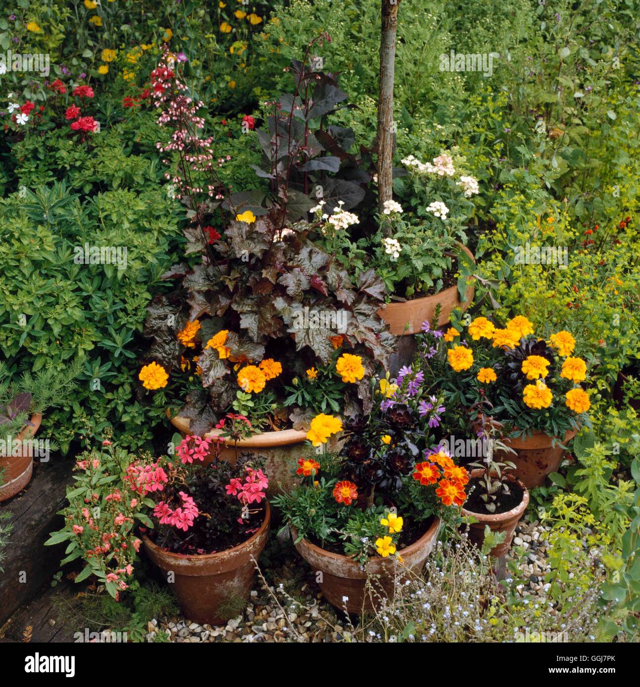 Containers - Annual - planted with Marigolds Pelargoniums Verbena ...
