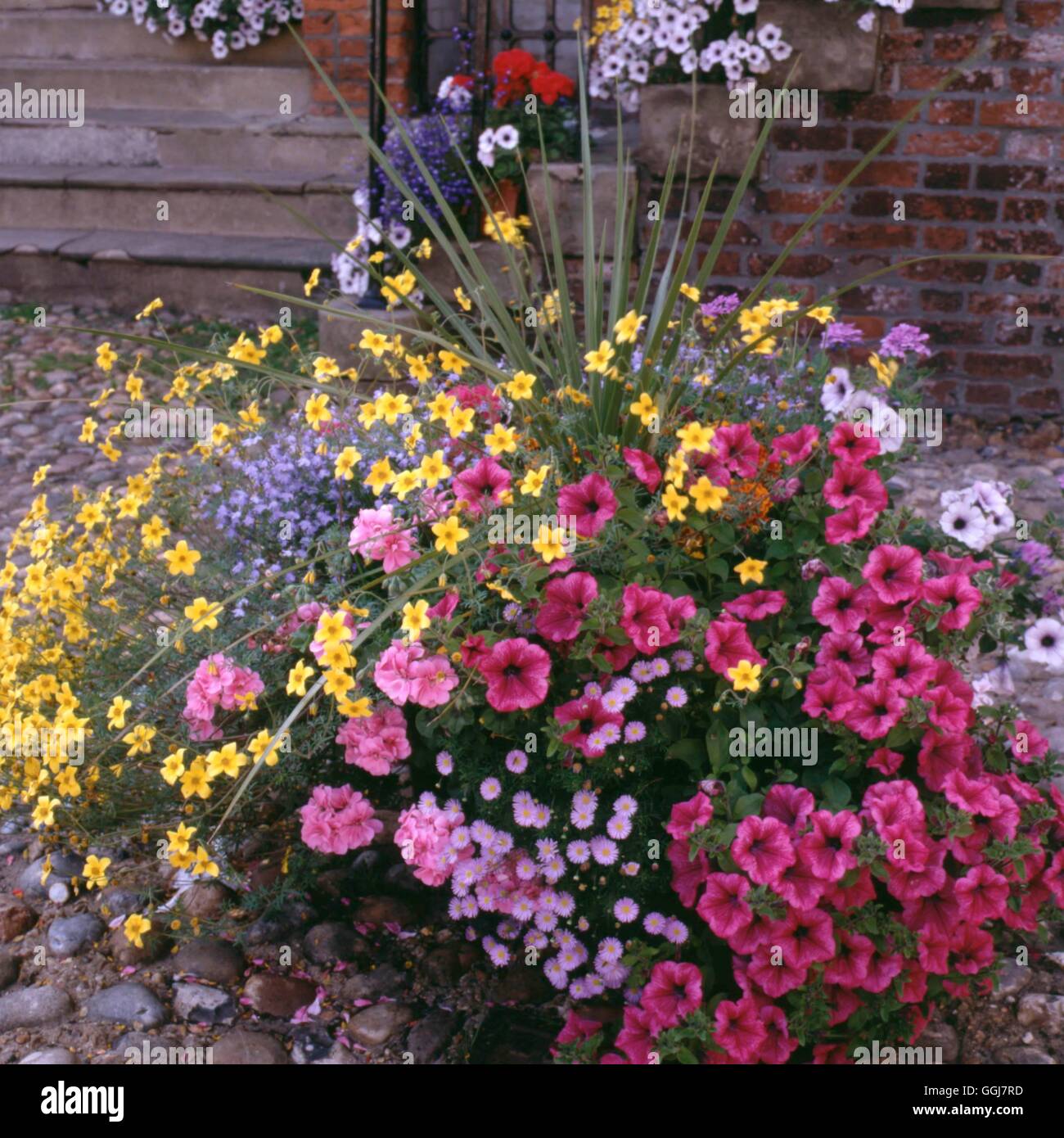 Geraniums lobelia hi-res stock photography and images - Alamy