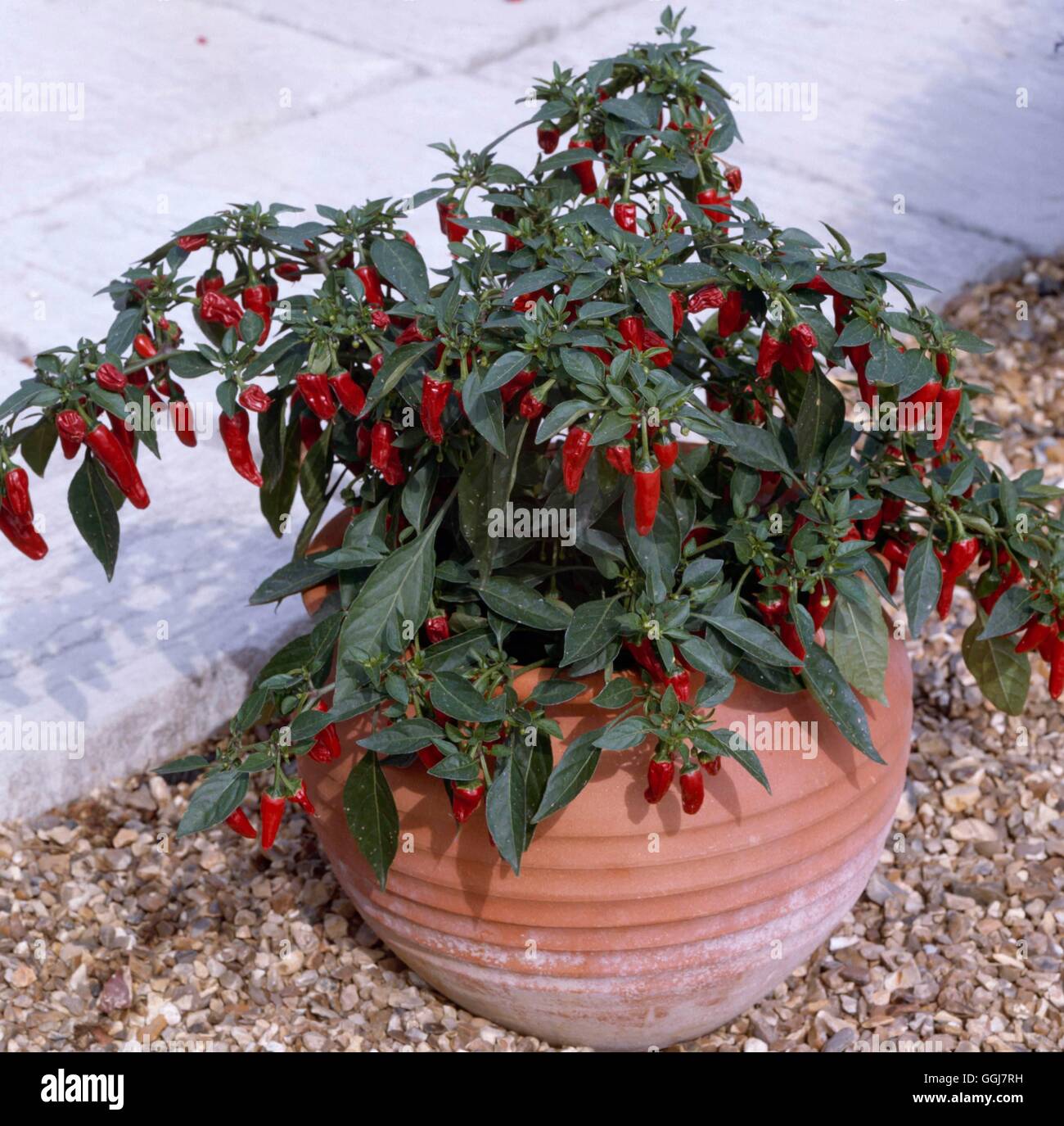 Planted chilli hi-res stock photography and images - Alamy