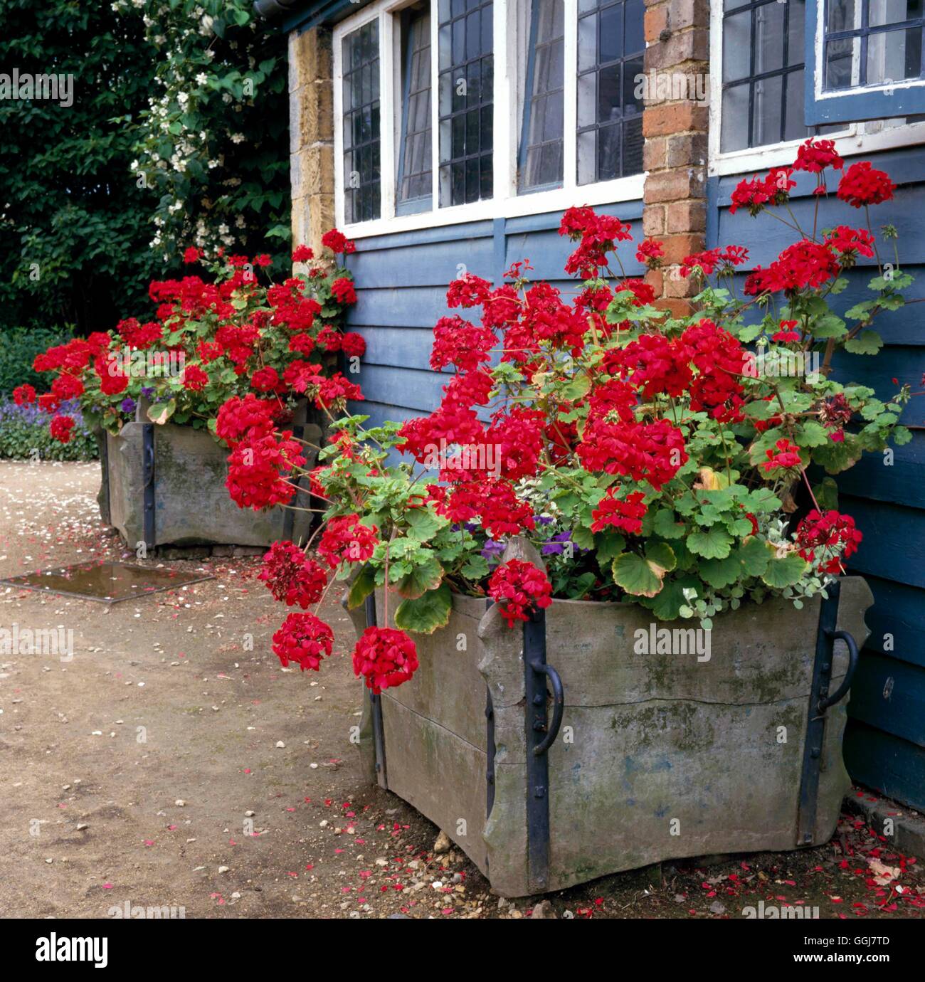 Containers of annuals hi-res stock photography and images - Alamy