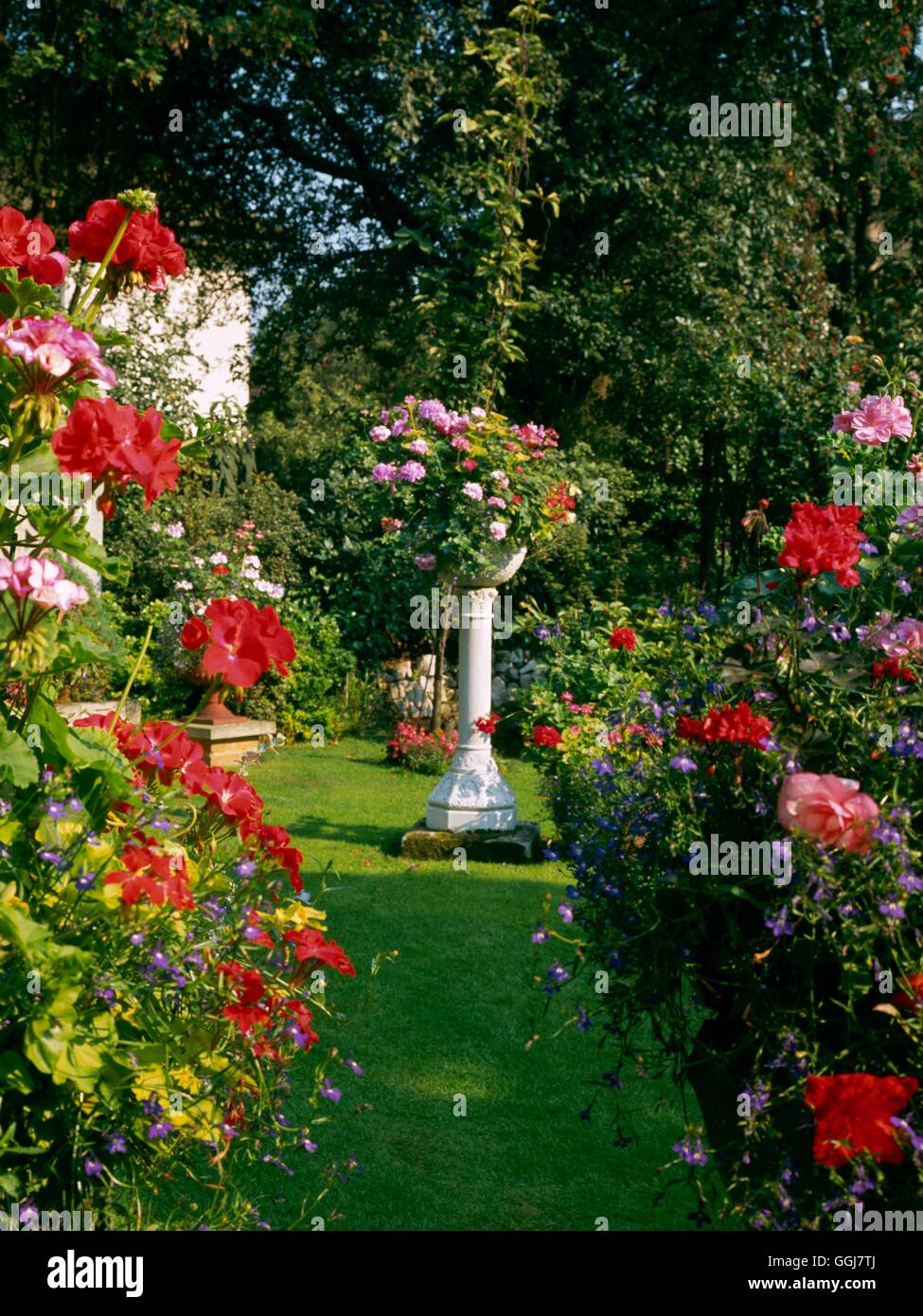 Geraniums lobelia hi-res stock photography and images - Alamy