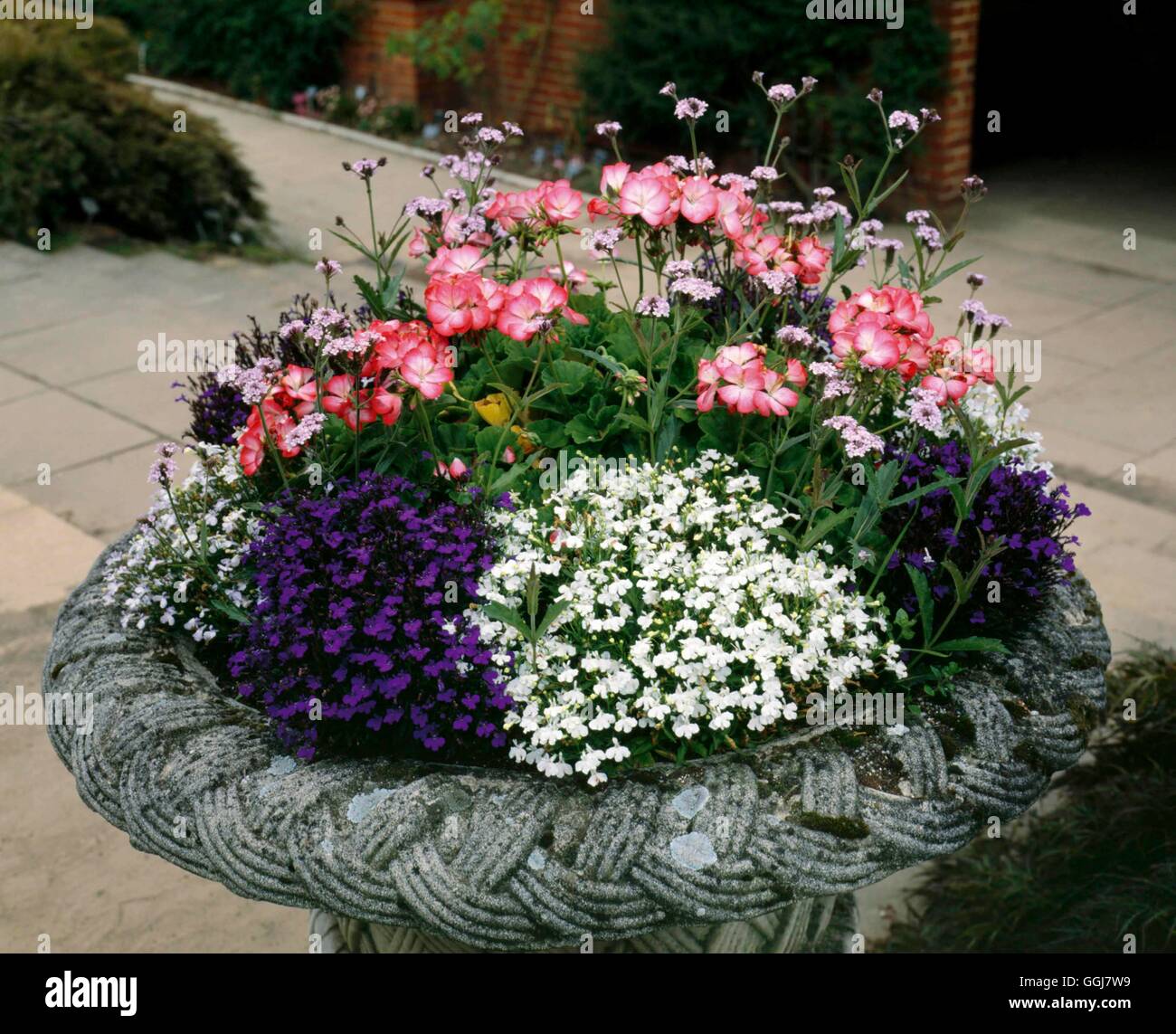 Geraniums lobelia hi-res stock photography and images - Alamy
