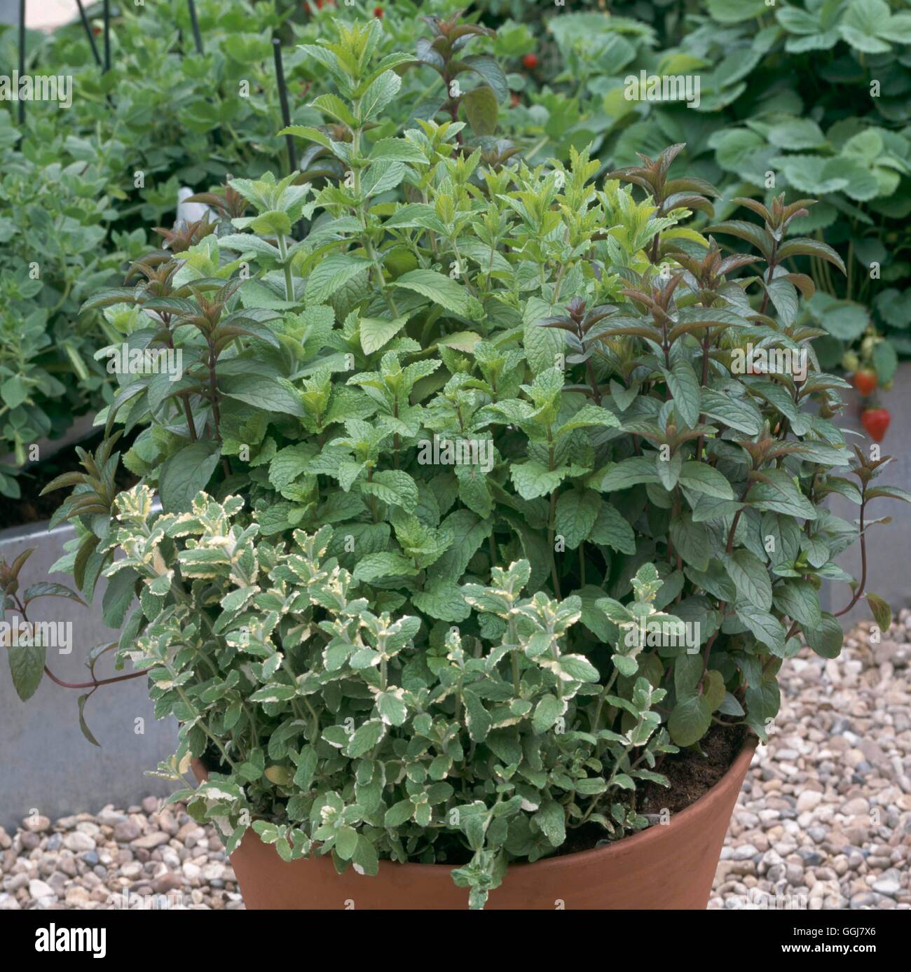 Mints Container High Resolution Stock Photography and Images - Alamy