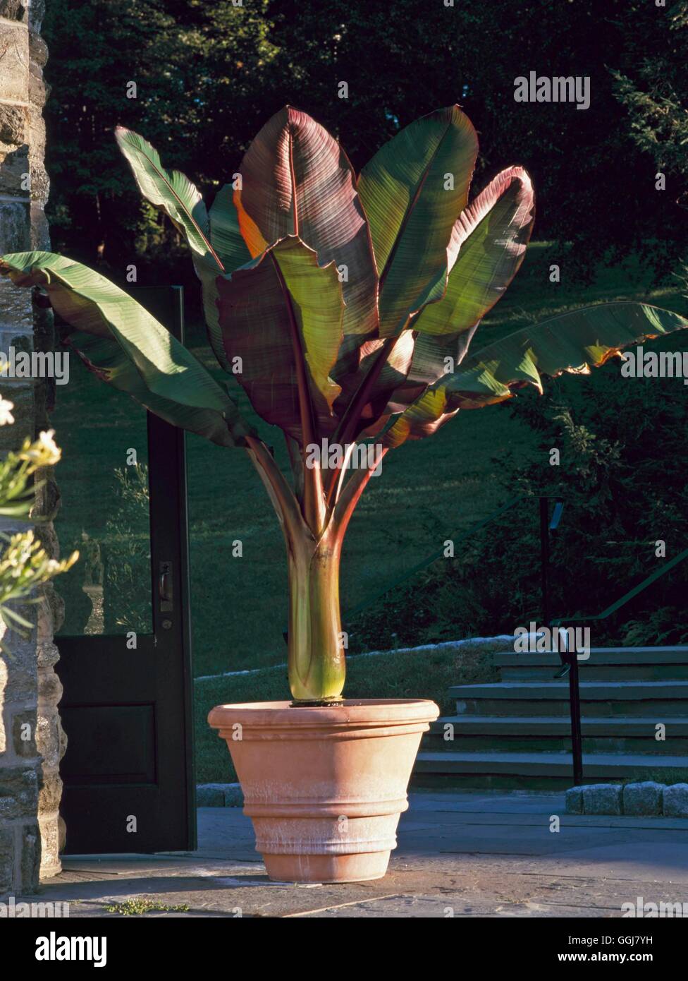 Ensete container hi-res stock photography and images - Alamy