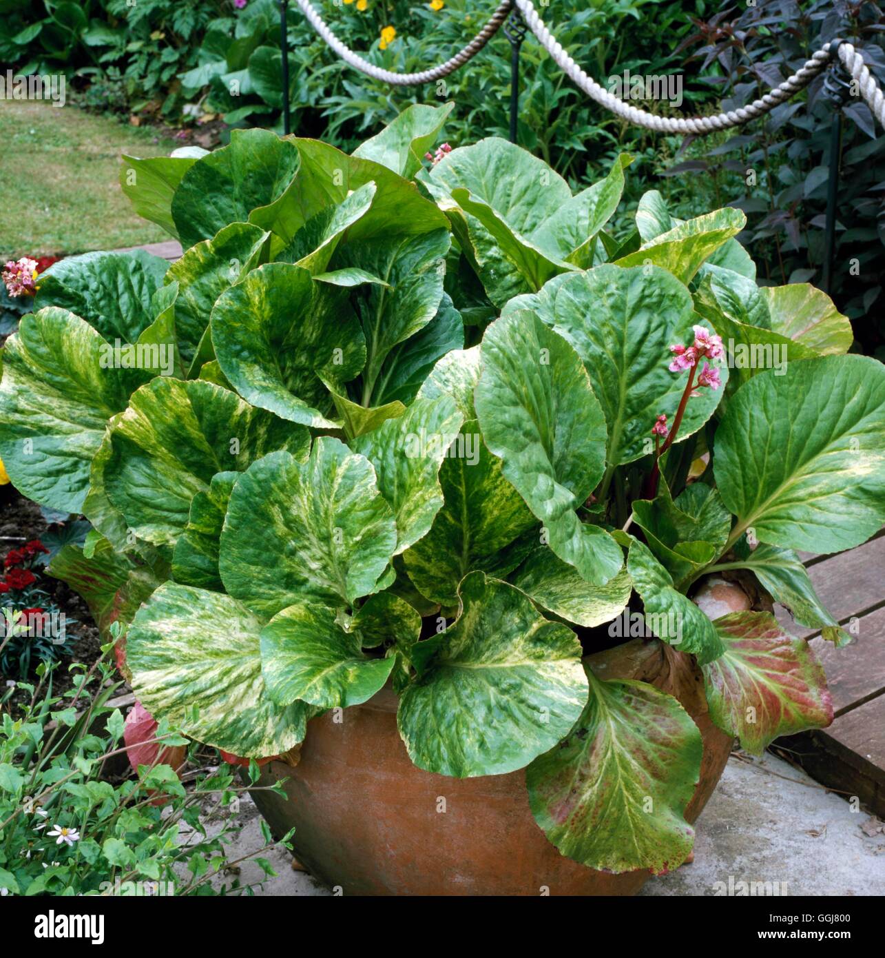 Bergenia tubby andrews hi-res stock photography and images - Alamy