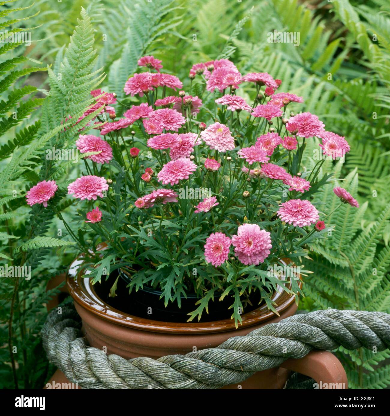 Container - Perennials - planted with Argyranthemum CTR095653 Stock ...