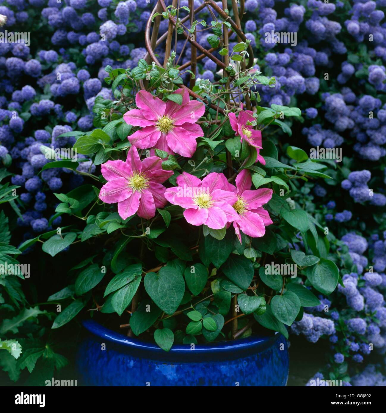 Container - Clematis - Clematis `Hanaguruma' CTR096519 Stock Photo - Alamy