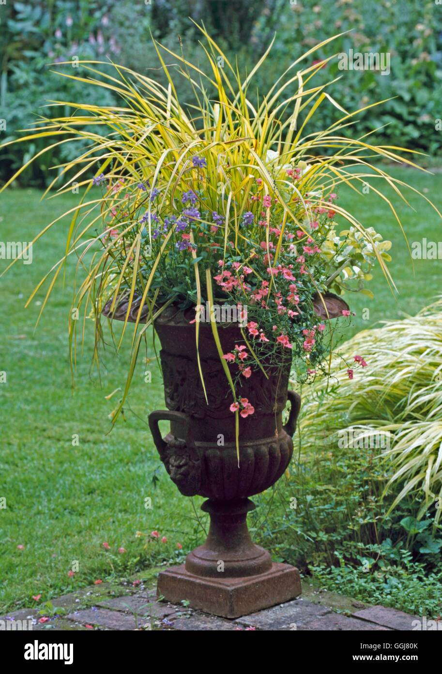 Red Fountain Grass Container