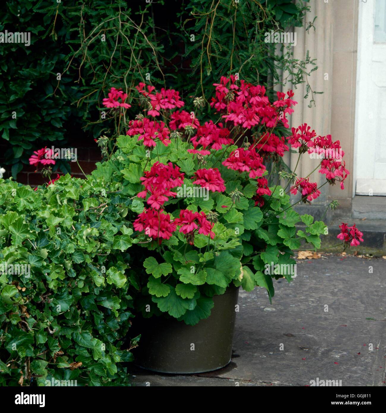 Container - Annuals - planted with Pelargoniums CTR104767 Stock Photo ...
