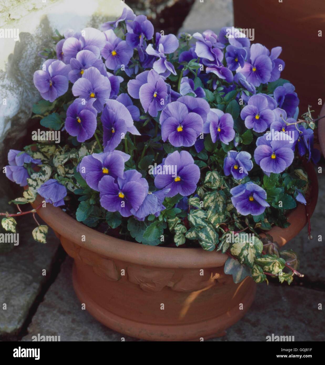Violas viola hi-res stock photography and images - Alamy