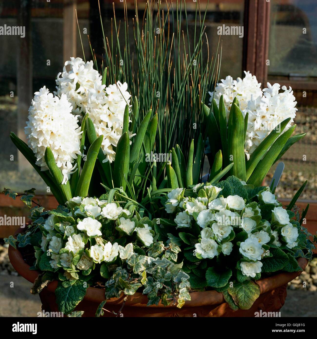 Containers - Bulbs - White planting of Hyacinthus and double Primulas ...