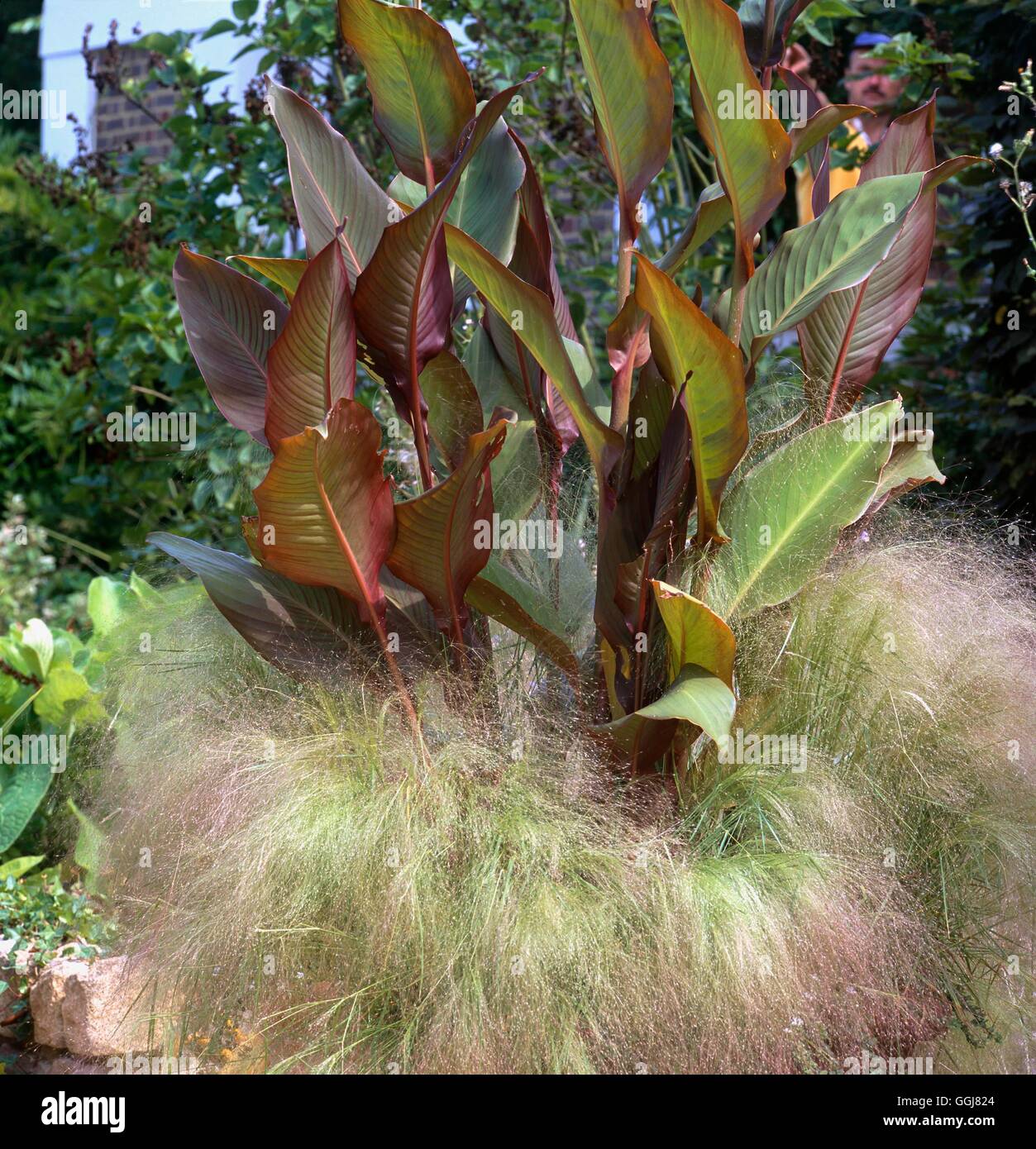 Container - Grasses - planted with Eragrostis airoides topped off with ...