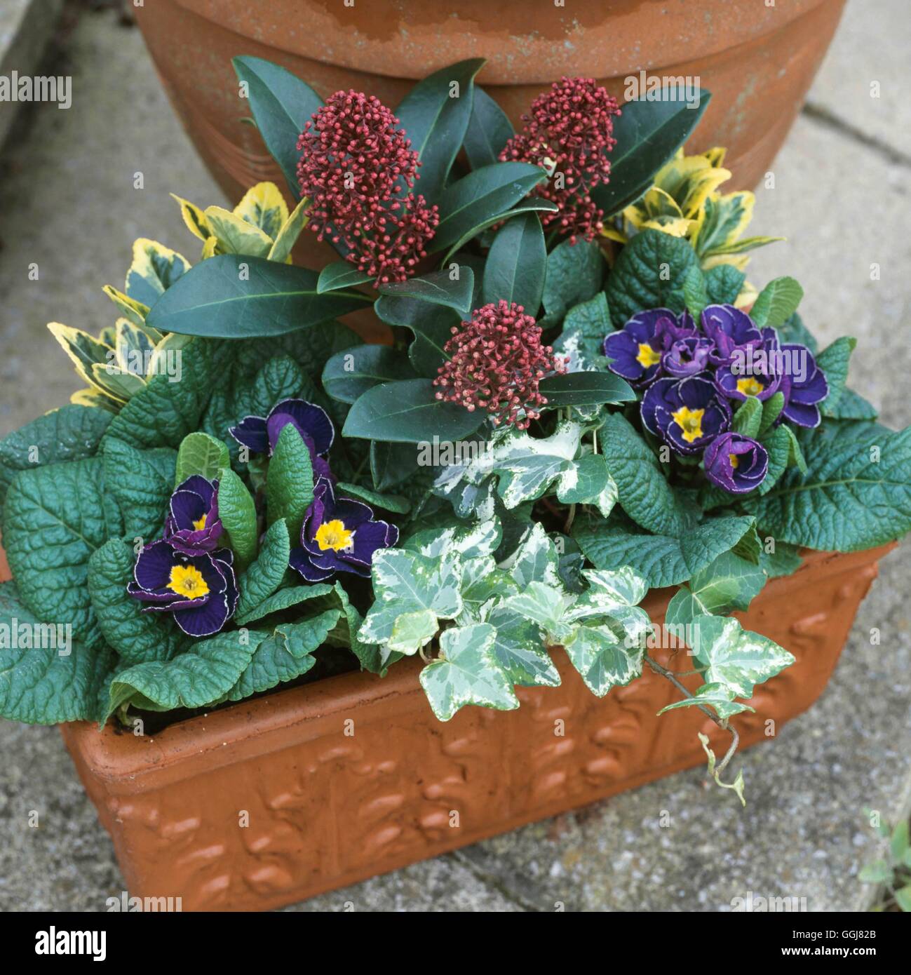 Container - Shrubs- planted with Skimmia Euonymus Hedera and primulas ...