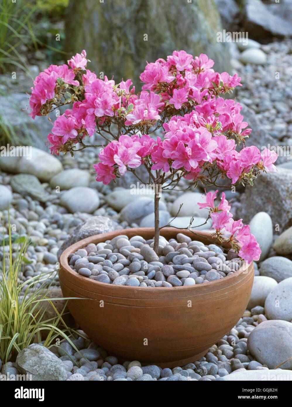 Containers - Azaleas- - Azalea japonica 'Variegata' CTR112028 Stock ...