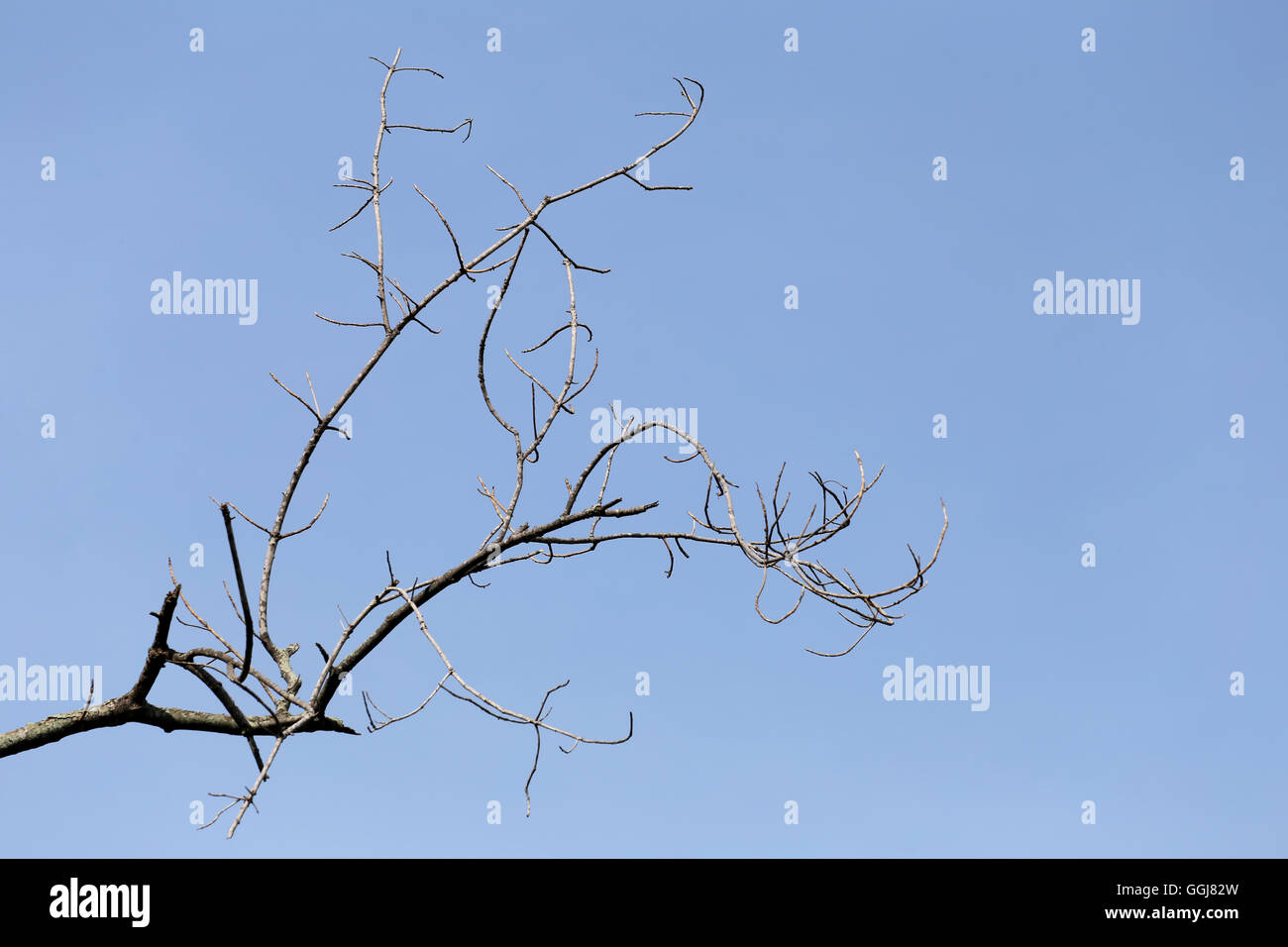 branches of dead trees in tropical forests on blue sky background Stock ...