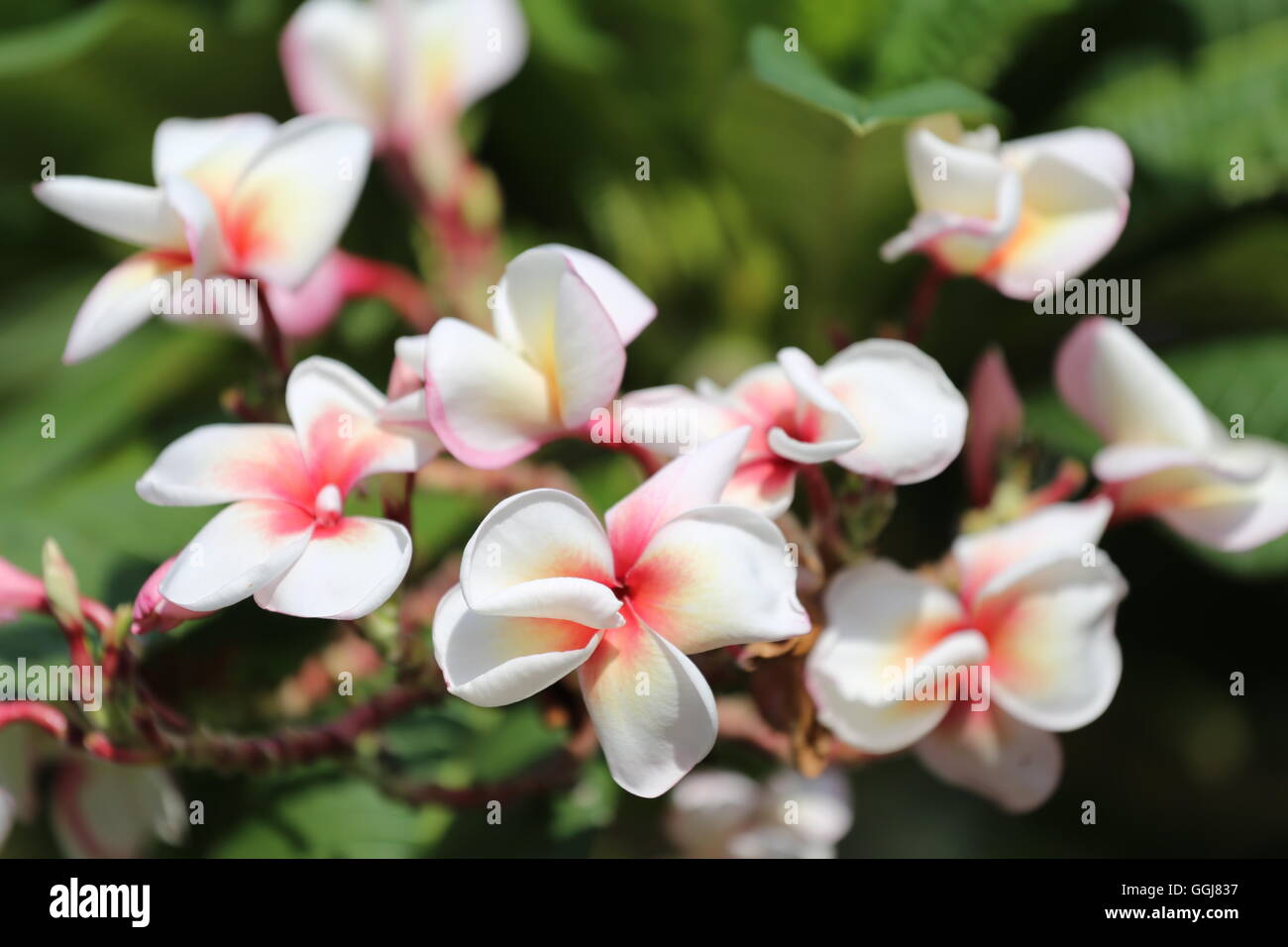 Fiji flower hi-res stock photography and images - Alamy