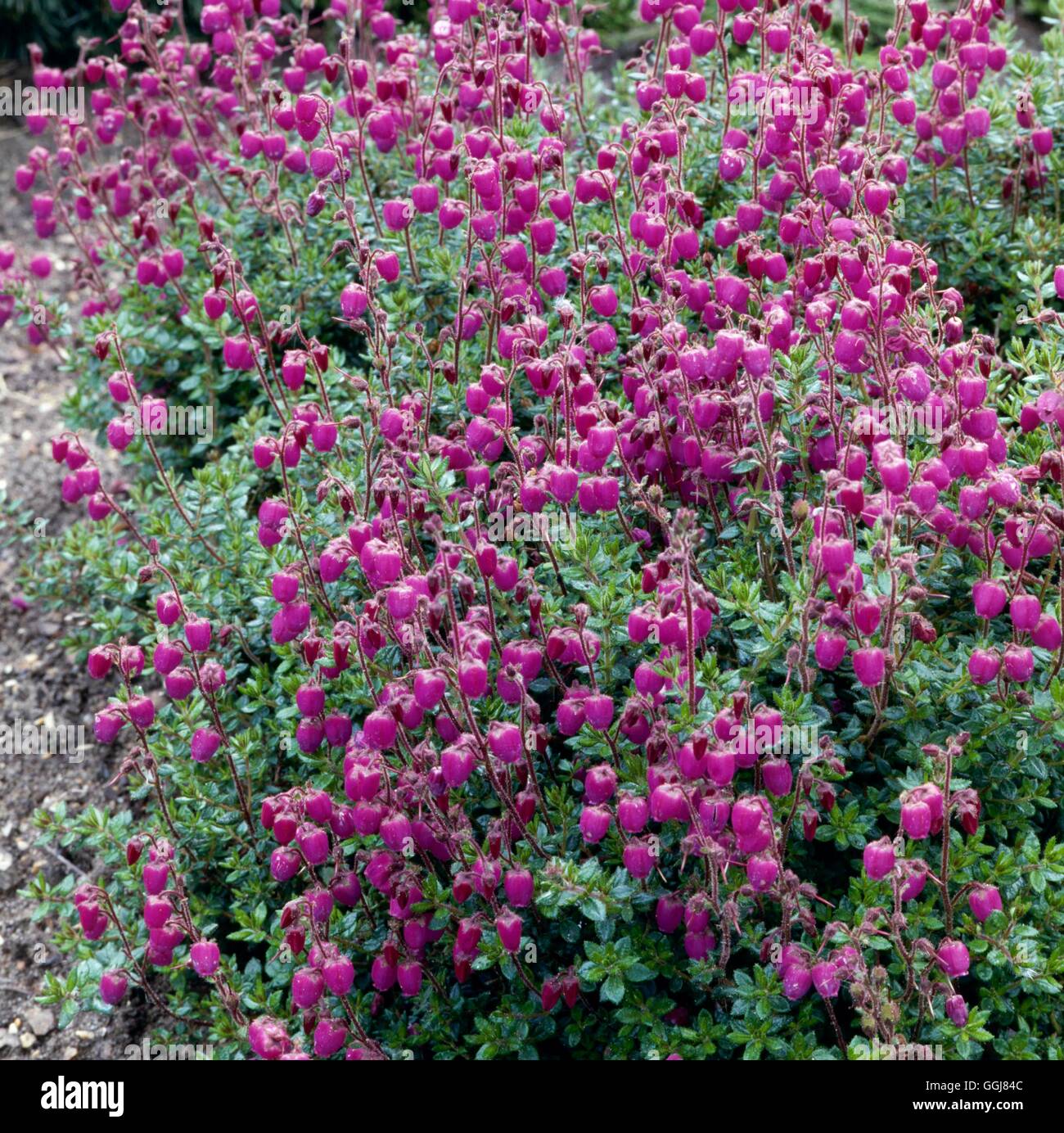 Daboecia x scotica - `Jack Drake' (May/Dec) DAB006107 Stock Photo - Alamy