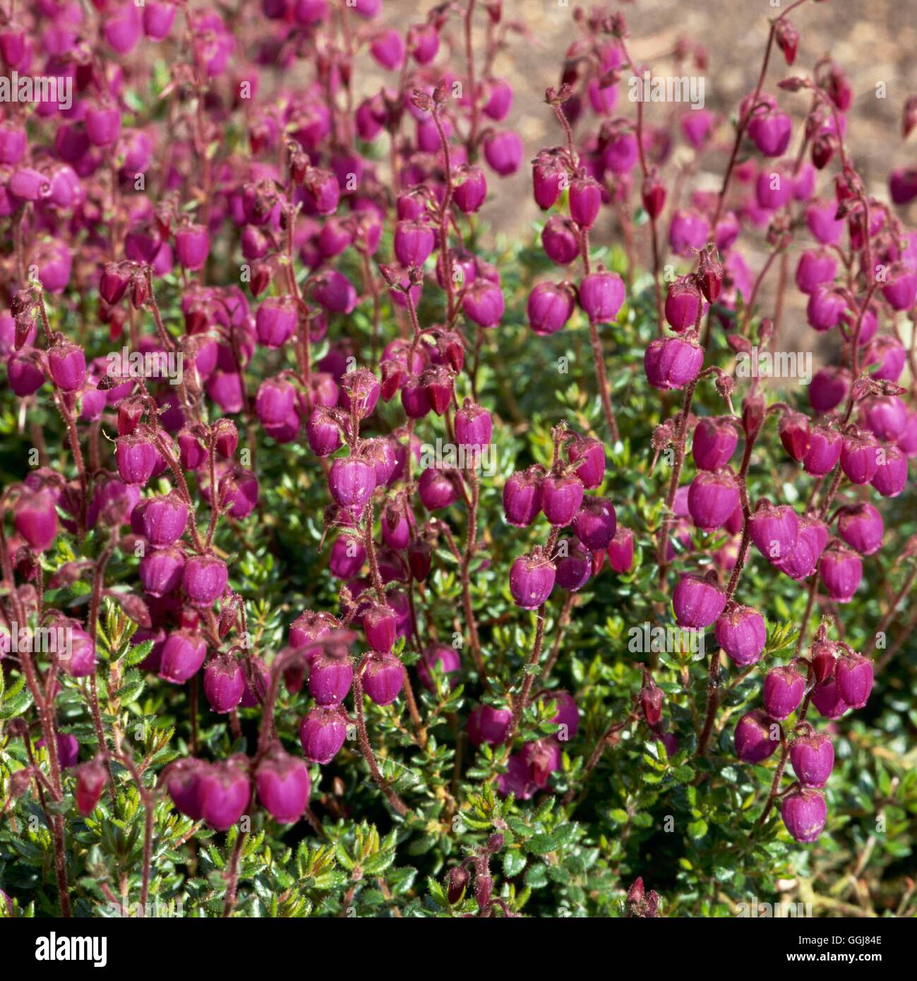 Daboecia High Resolution Stock Photography and Images - Alamy