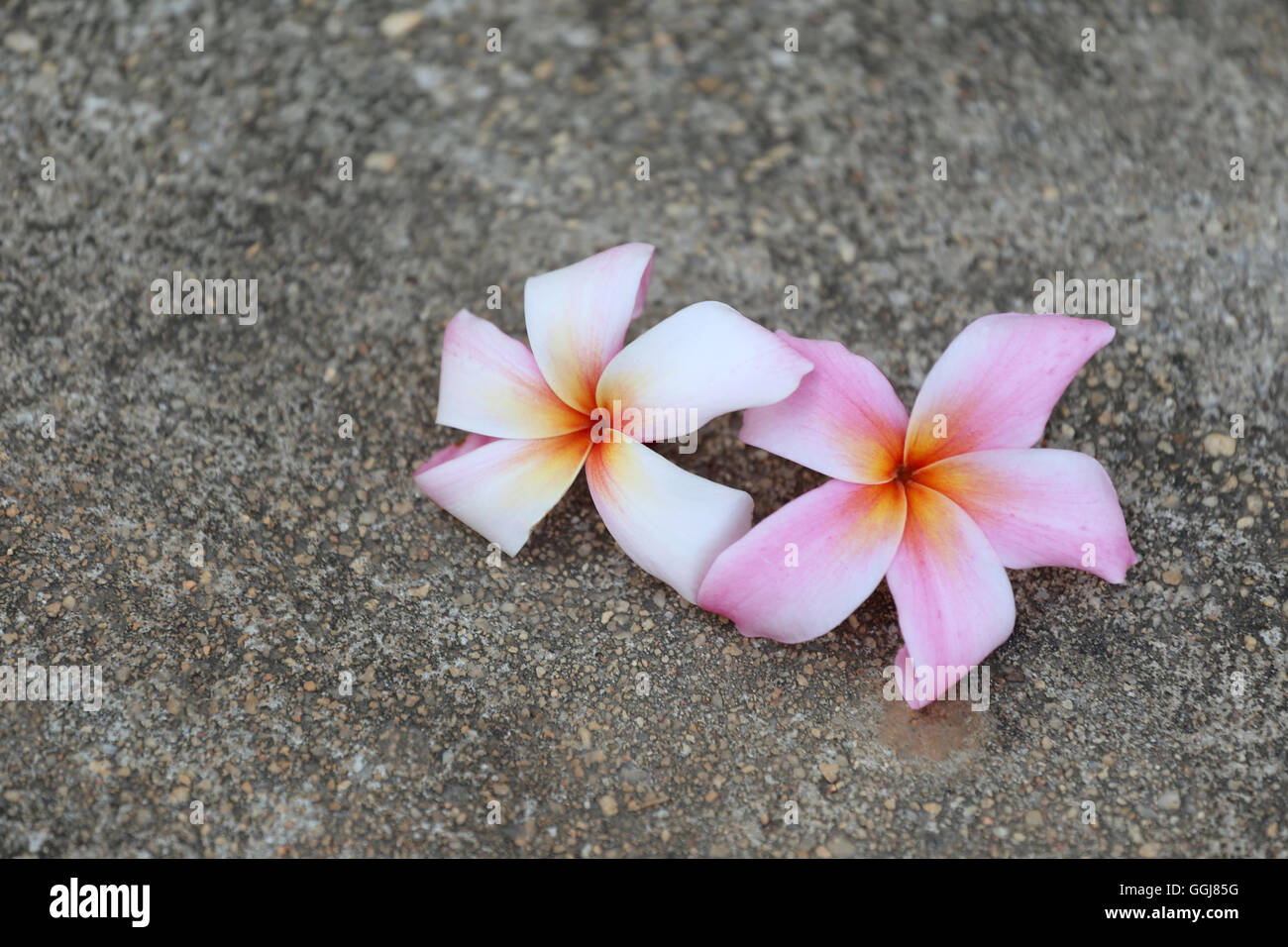 Fiji flower hi-res stock photography and images - Alamy