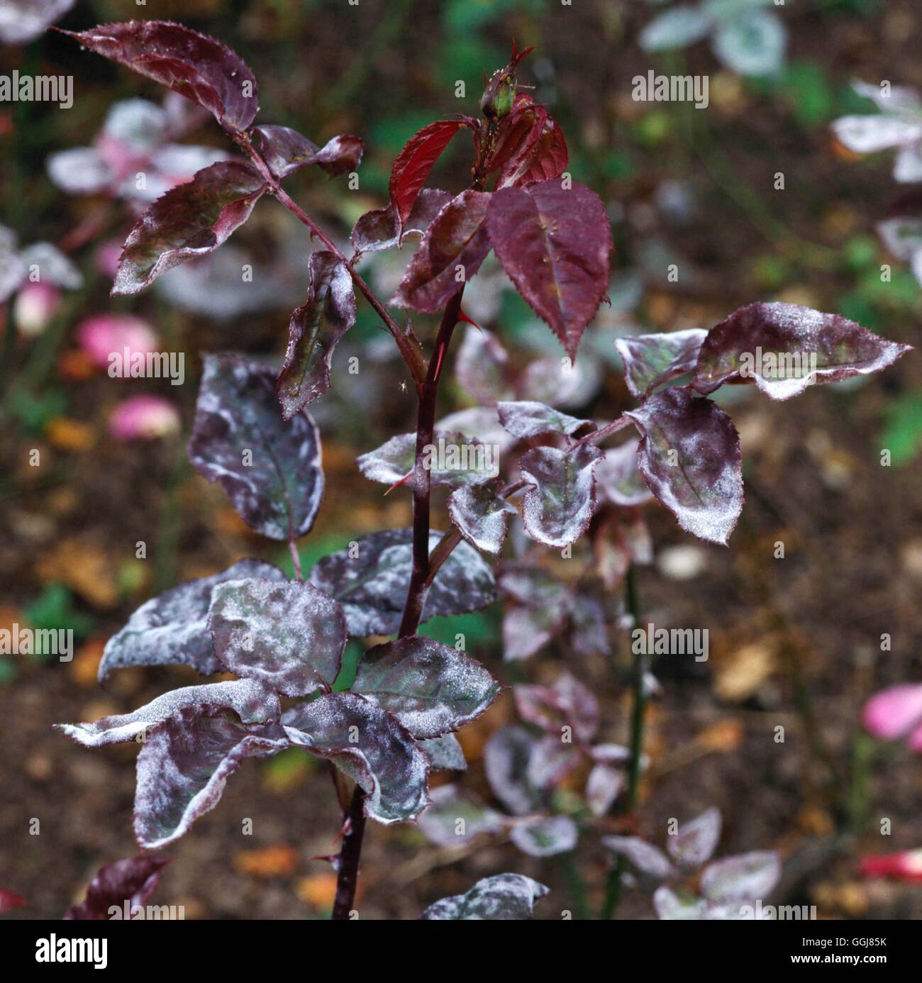 Mildew - Powdery Mildew on Rose- - (Sphaerotheca pannosa) DIS016590 ...