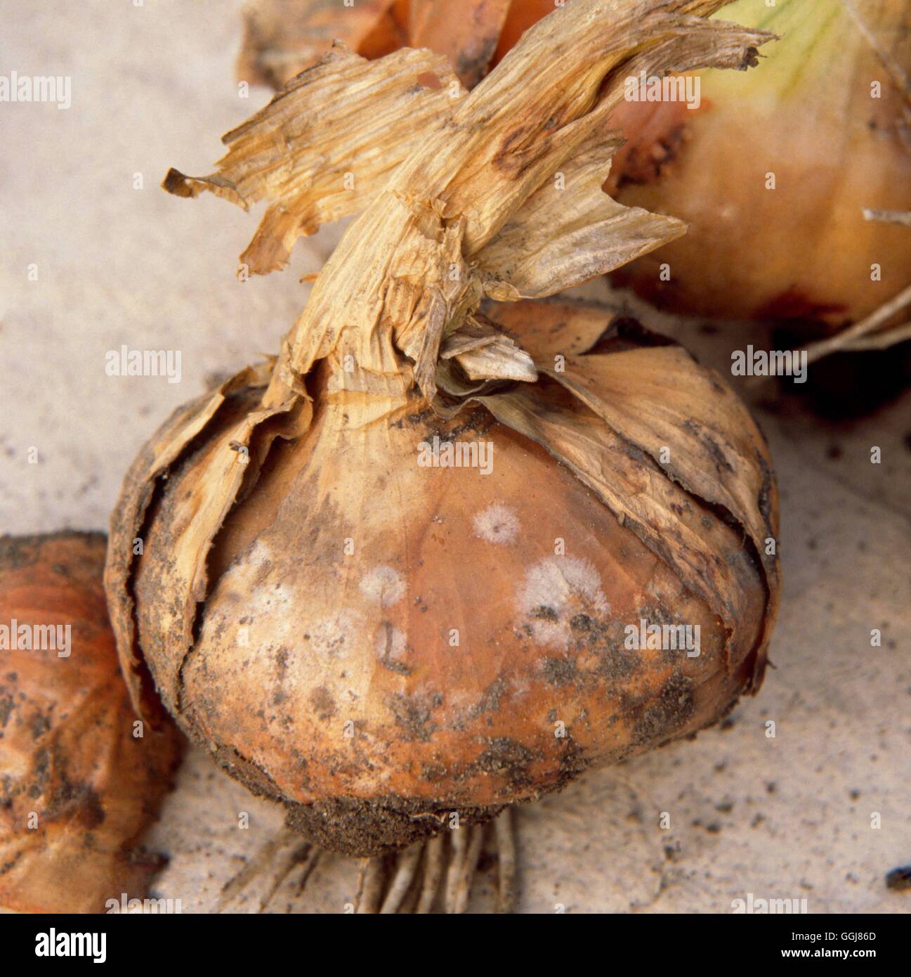 Rot - Neck Rot on Onion (Botrytis allii) DIS032227 Stock Photo - Alamy
