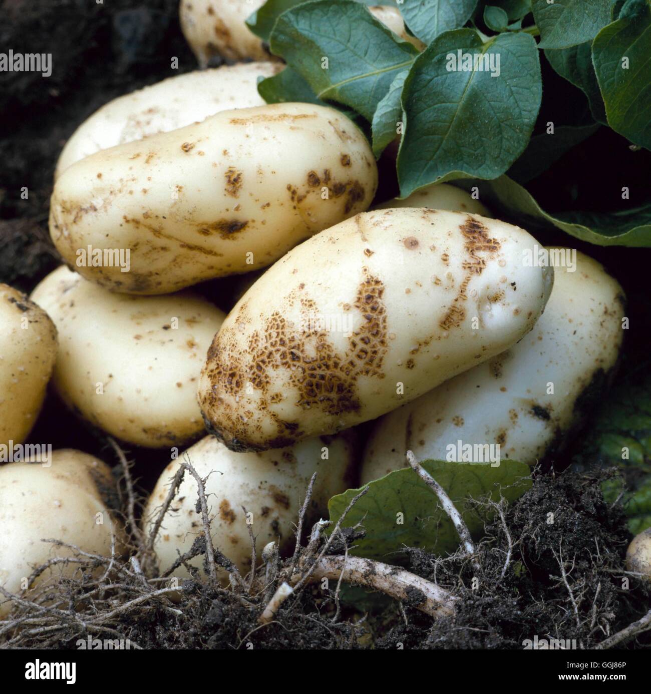 Scab - on Potato `Concord'- - (Streptomyces scabies) DIS036339 Stock ...