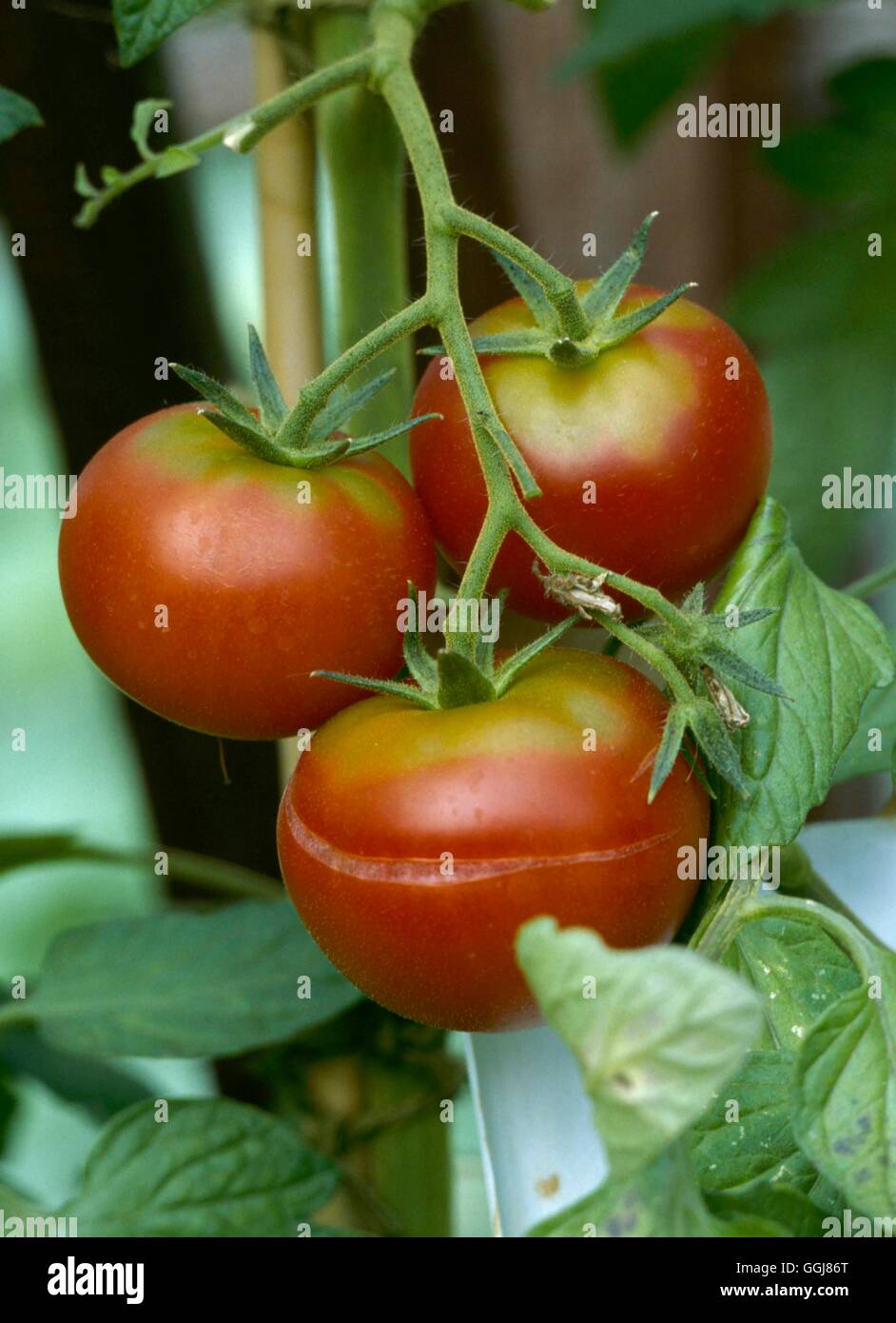 Scorch - Greenback on Tomato caused by high sunlight striking fruit ...
