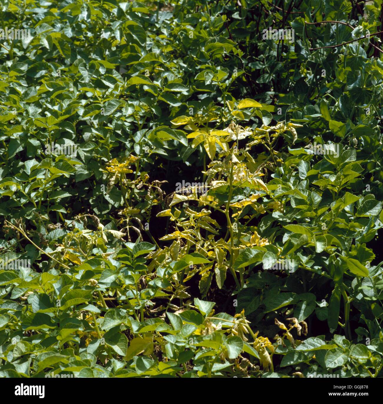 Eelworm hi-res stock photography and images - Alamy