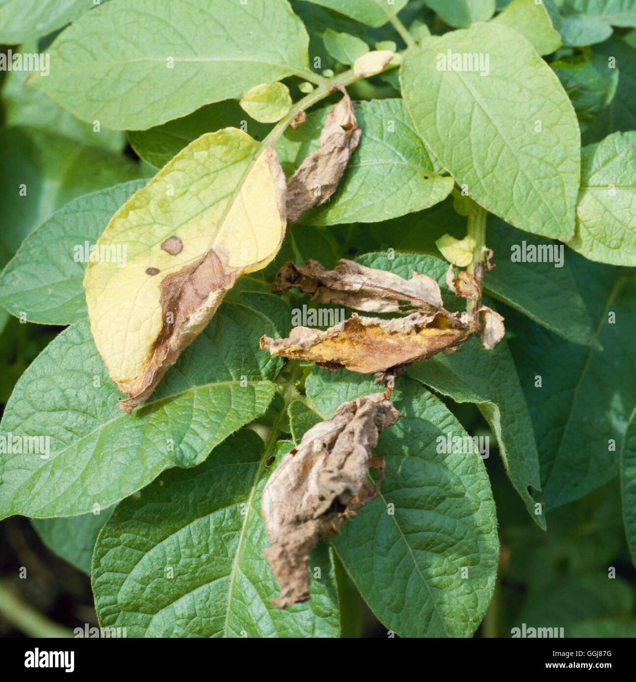 Blight - Potato Blight on foliage (Phytophthora infestans) DIS059170 ...