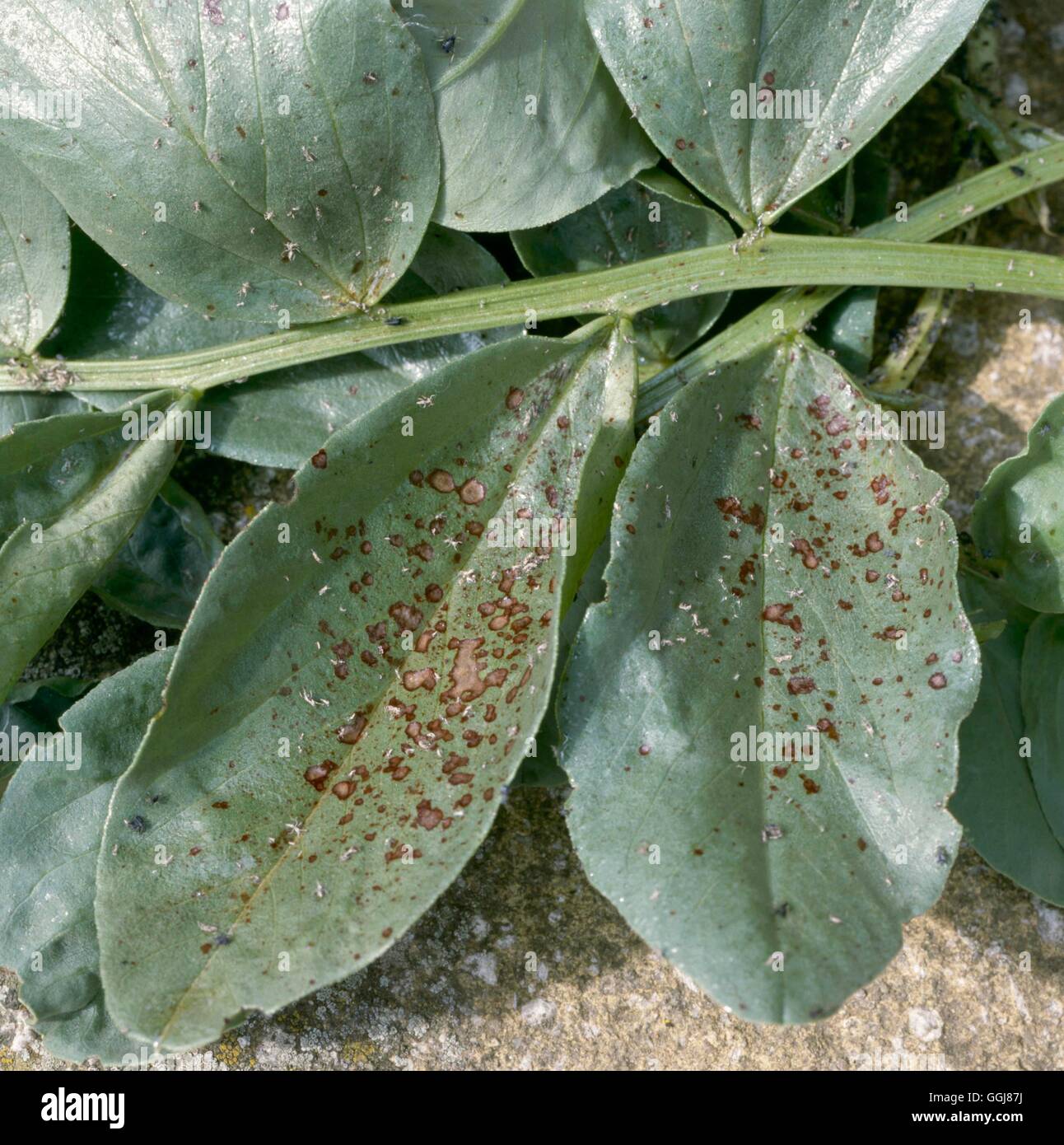 Chocolate spot on broad beans hi-res stock photography and images - Alamy
