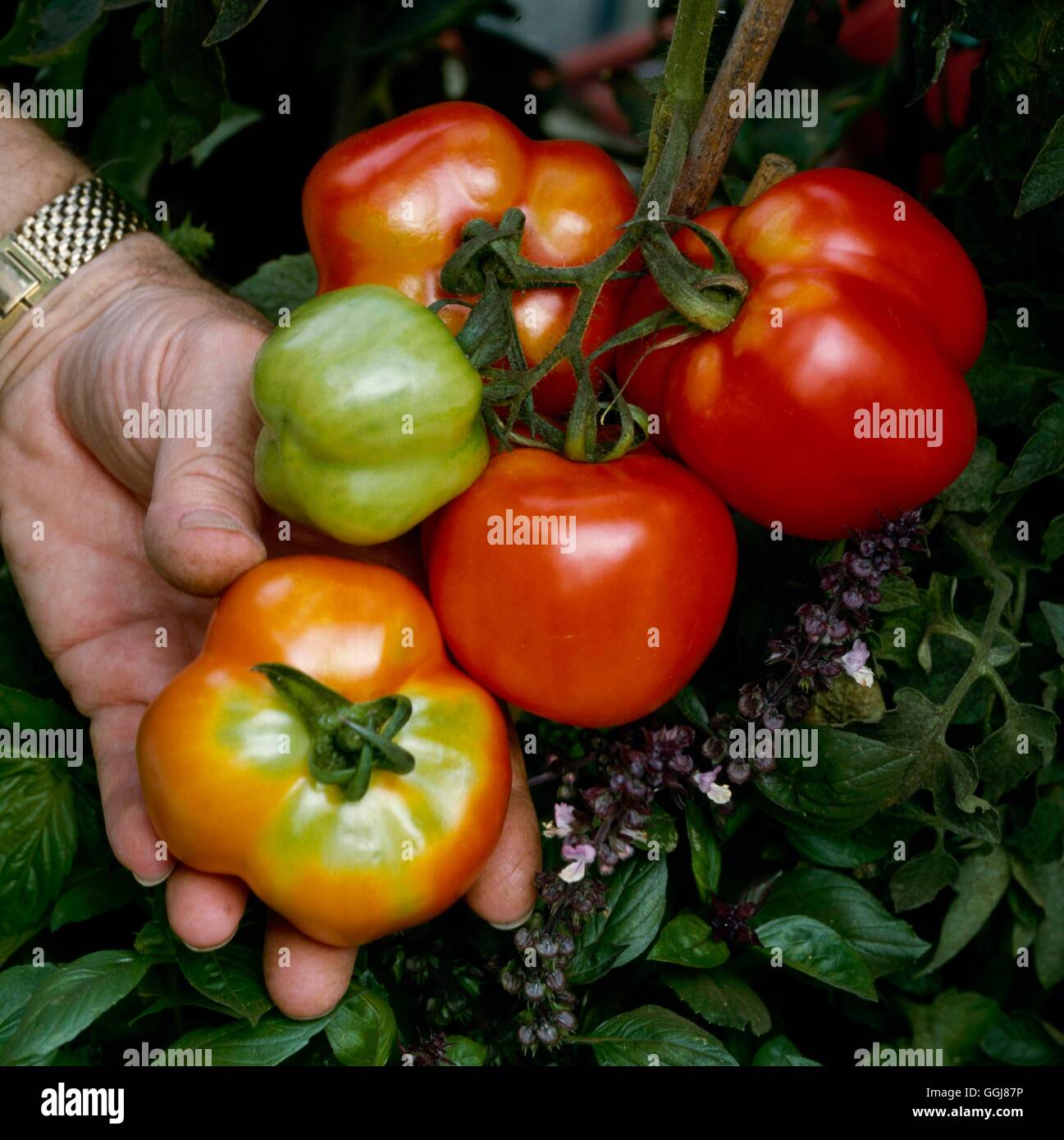 Greenback hi-res stock photography and images - Alamy