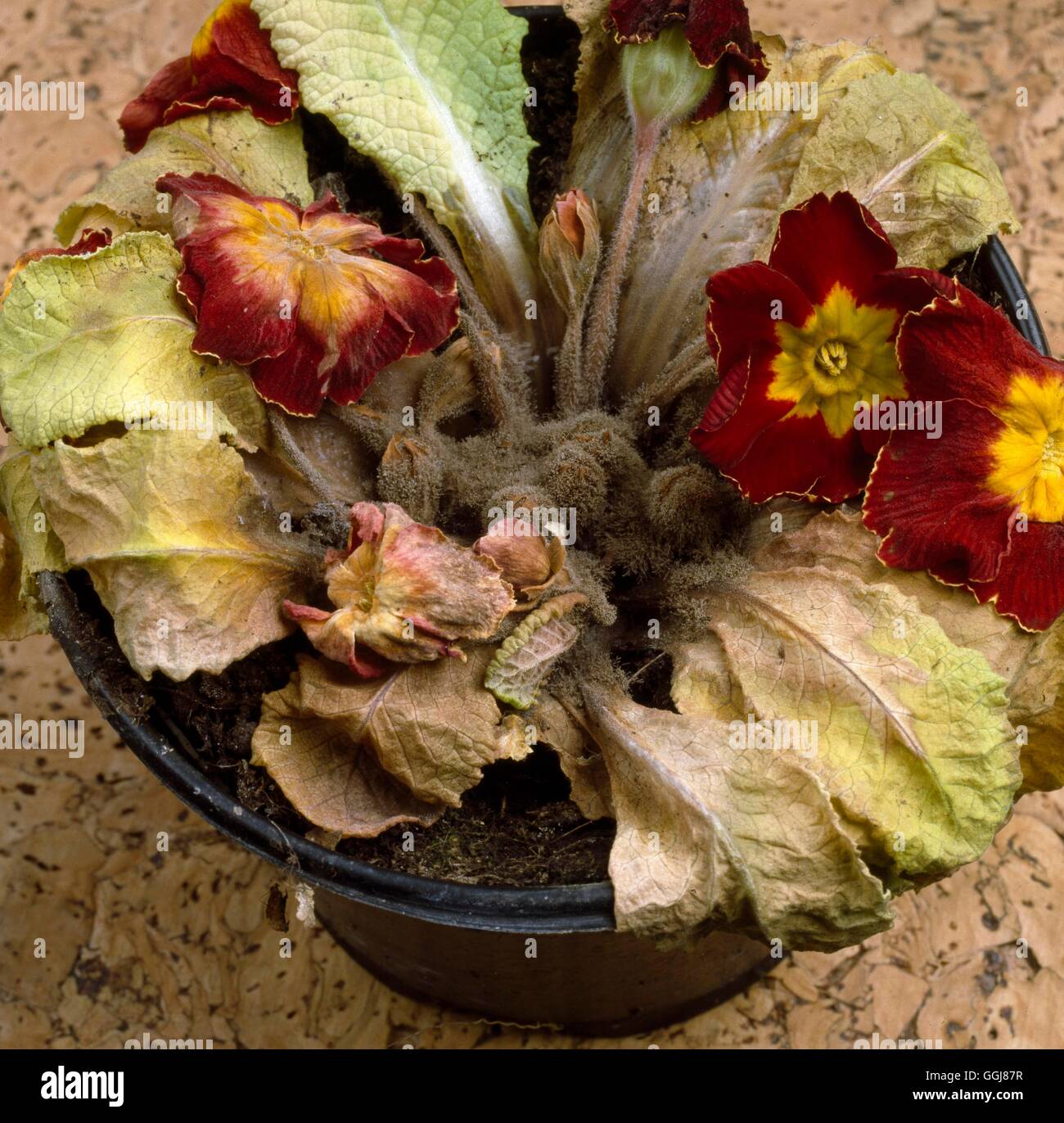 Botrytis cinerea hi-res stock photography and images - Alamy