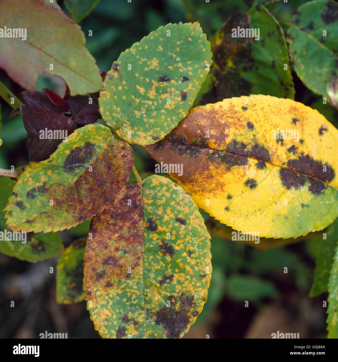 Phragmidium High Resolution Stock Photography and Images - Alamy
