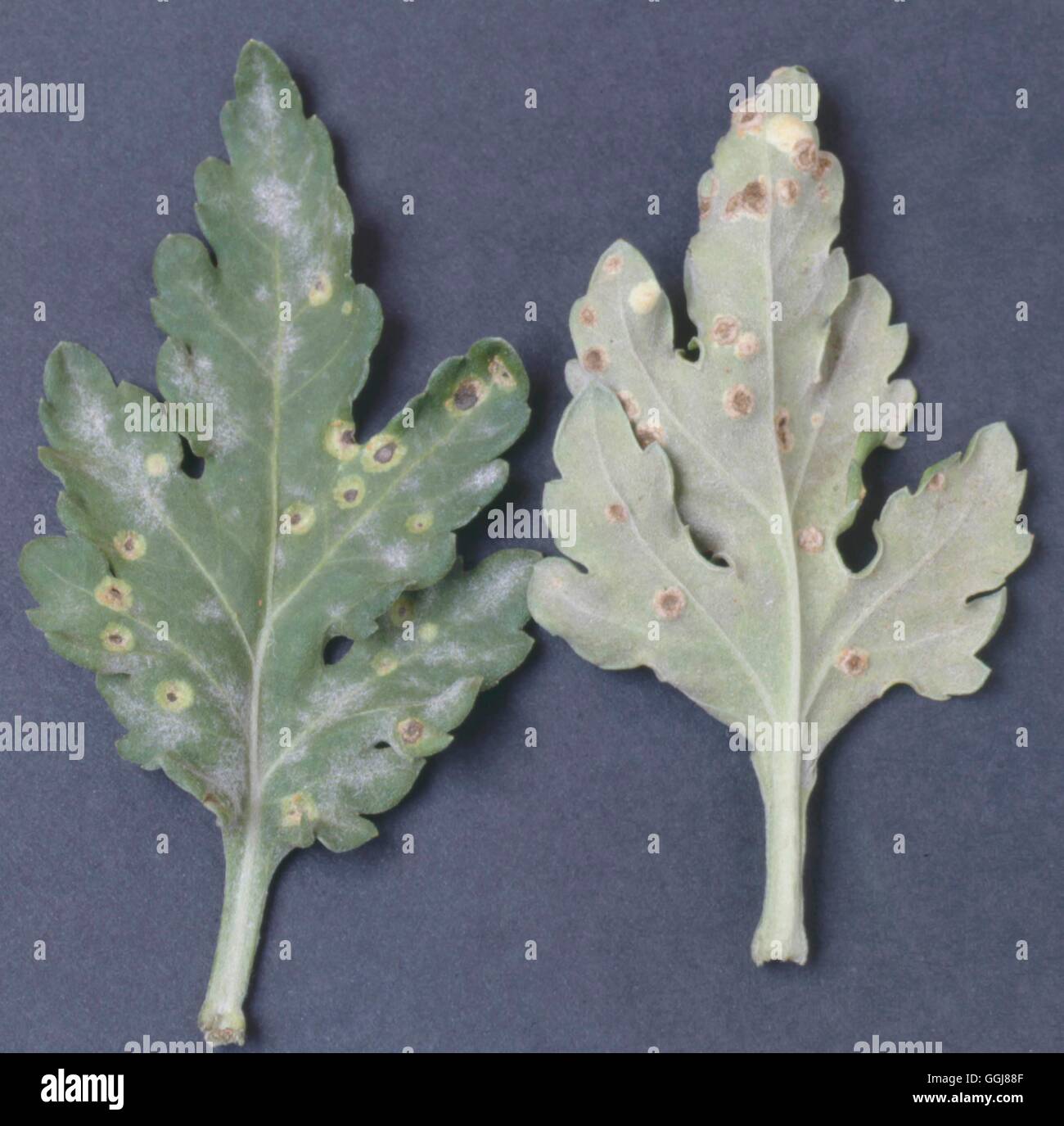 Rust - White Rust on Chrysanthemum leaf- - (Puccinia horiana) DIS072076 ...