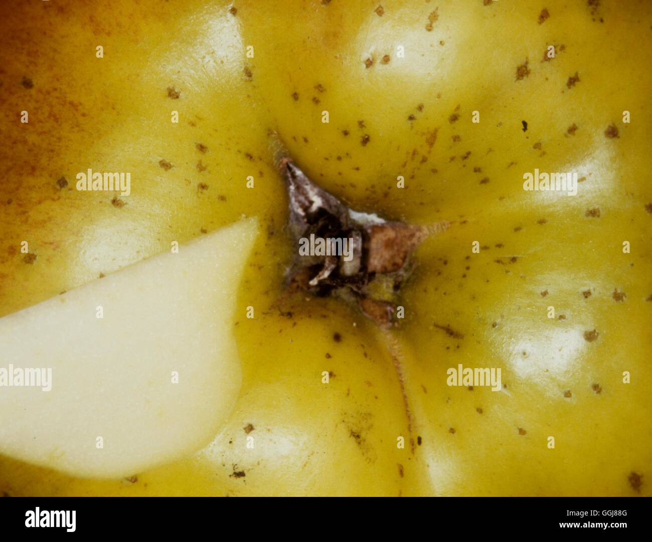 Mineral deficiency Calcium deficiency on Apple causing condition Bitter ...
