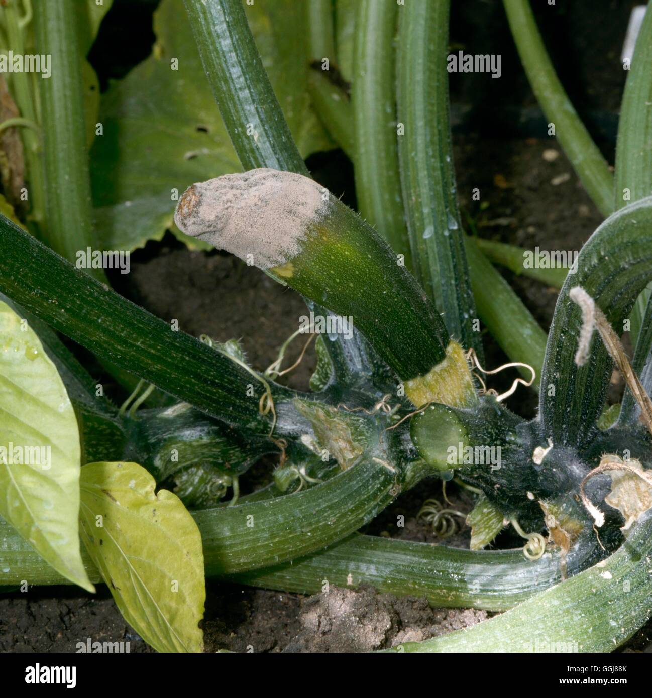 Mould - Grey Mould (Botrytis) on Courgette DIS077843 Stock Photo - Alamy
