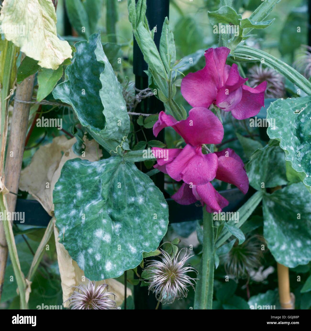 Pea disease hi-res stock photography and images - Alamy