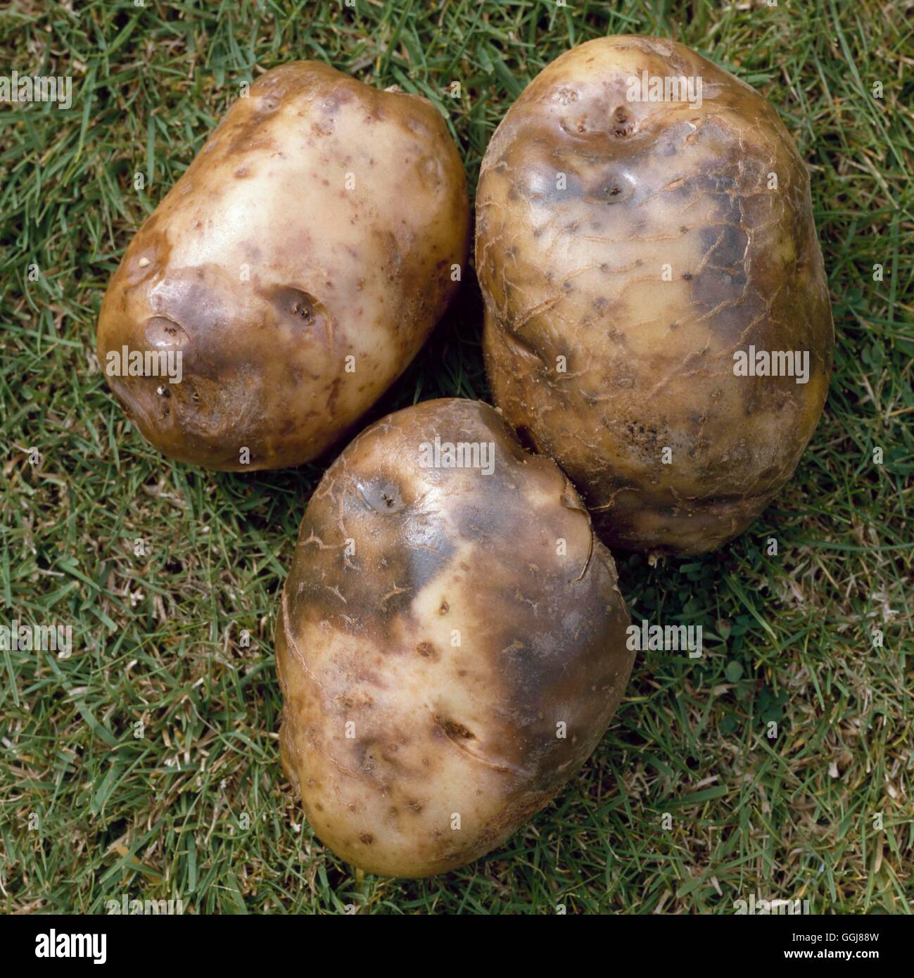 Phytophthora Infestans Potato Blight