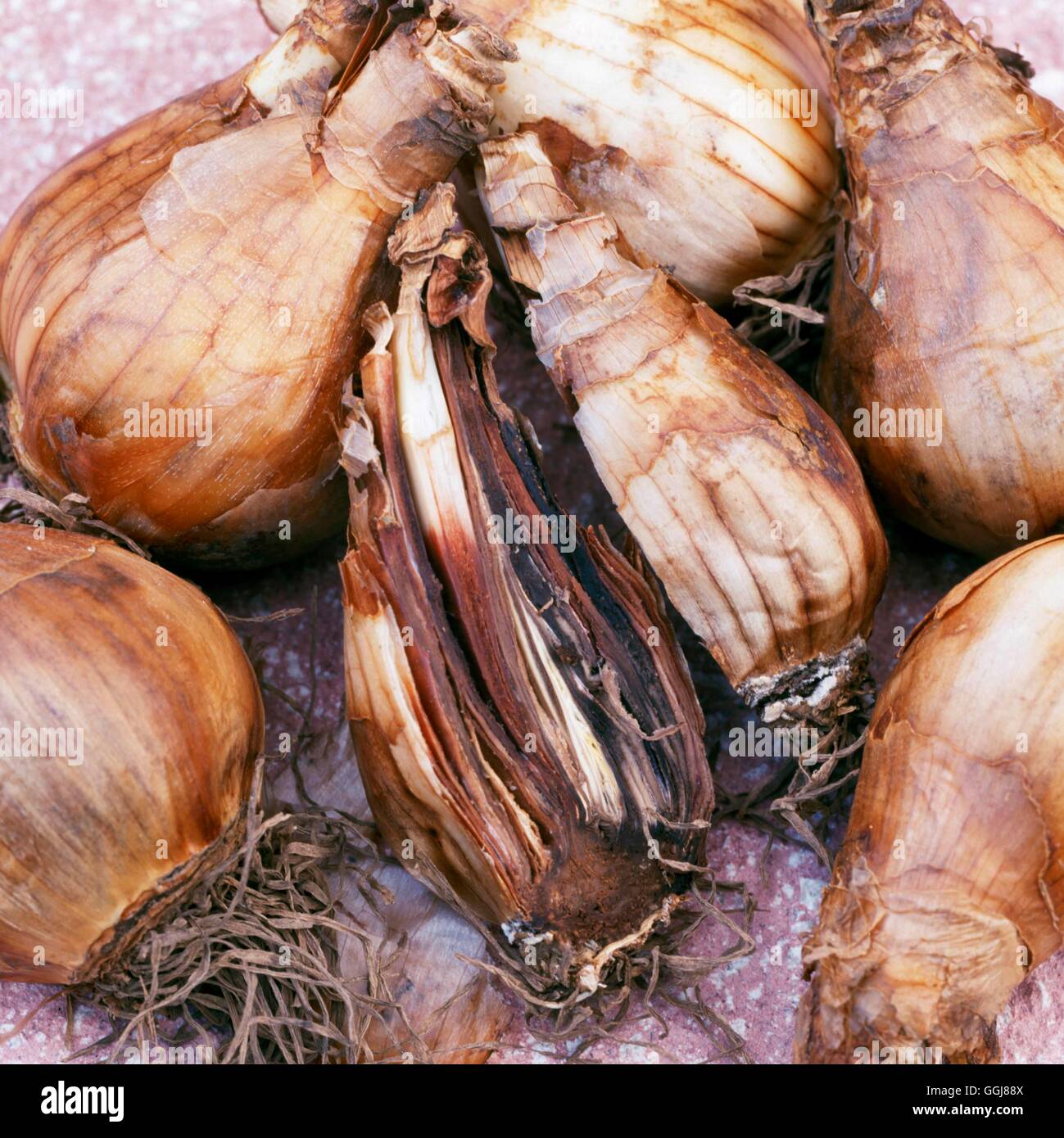 Rot on the rot hi-res stock photography and images - Alamy