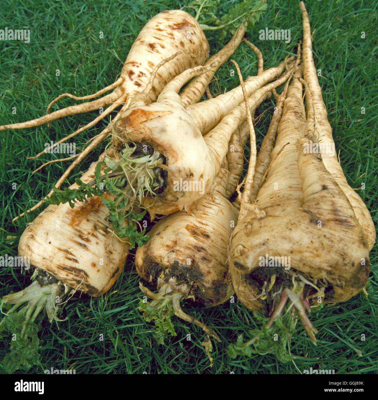 Forked Roots - on Parsnips (also suffering from Canker) DIS100233 ...